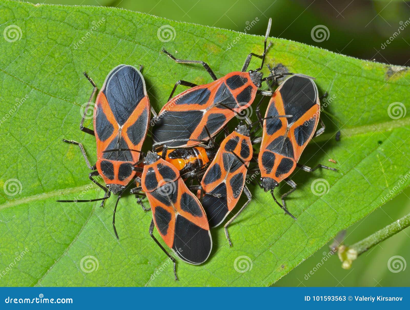 Bugs 2 stock image. Image of close, horizontal, imago - 101593563