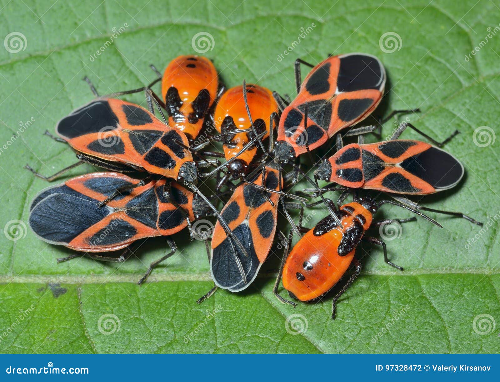 Bugs 1 stock photo. Image of leaf, invertebrate, details - 97328472