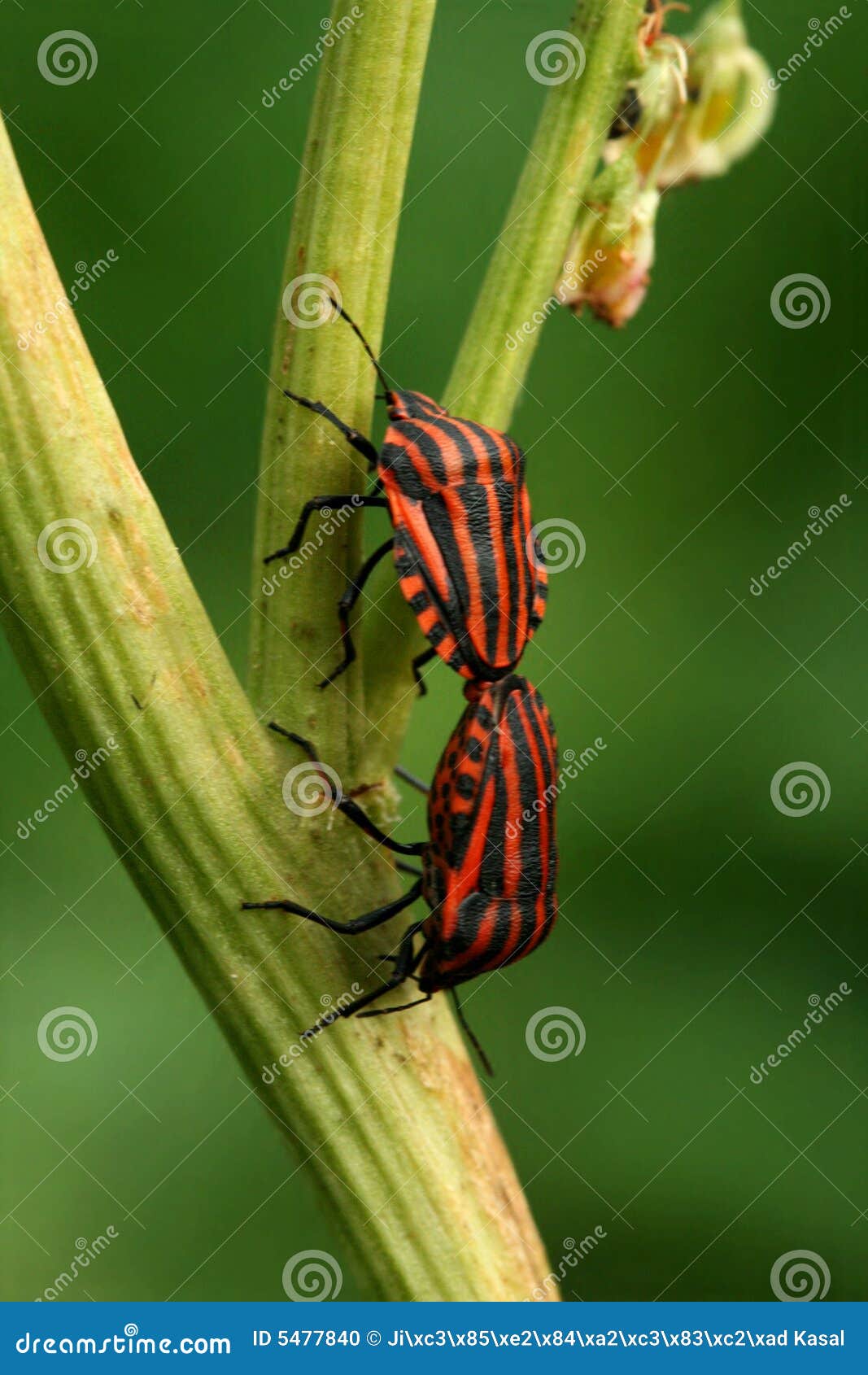 Bugs copulation 2 stock photo. Image of copulation, macro - 5477840