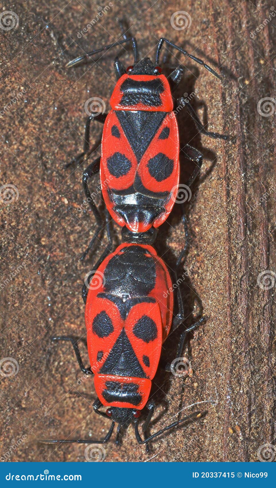 Bugs couple stock image. Image of animals, loving, conjunct - 20337415