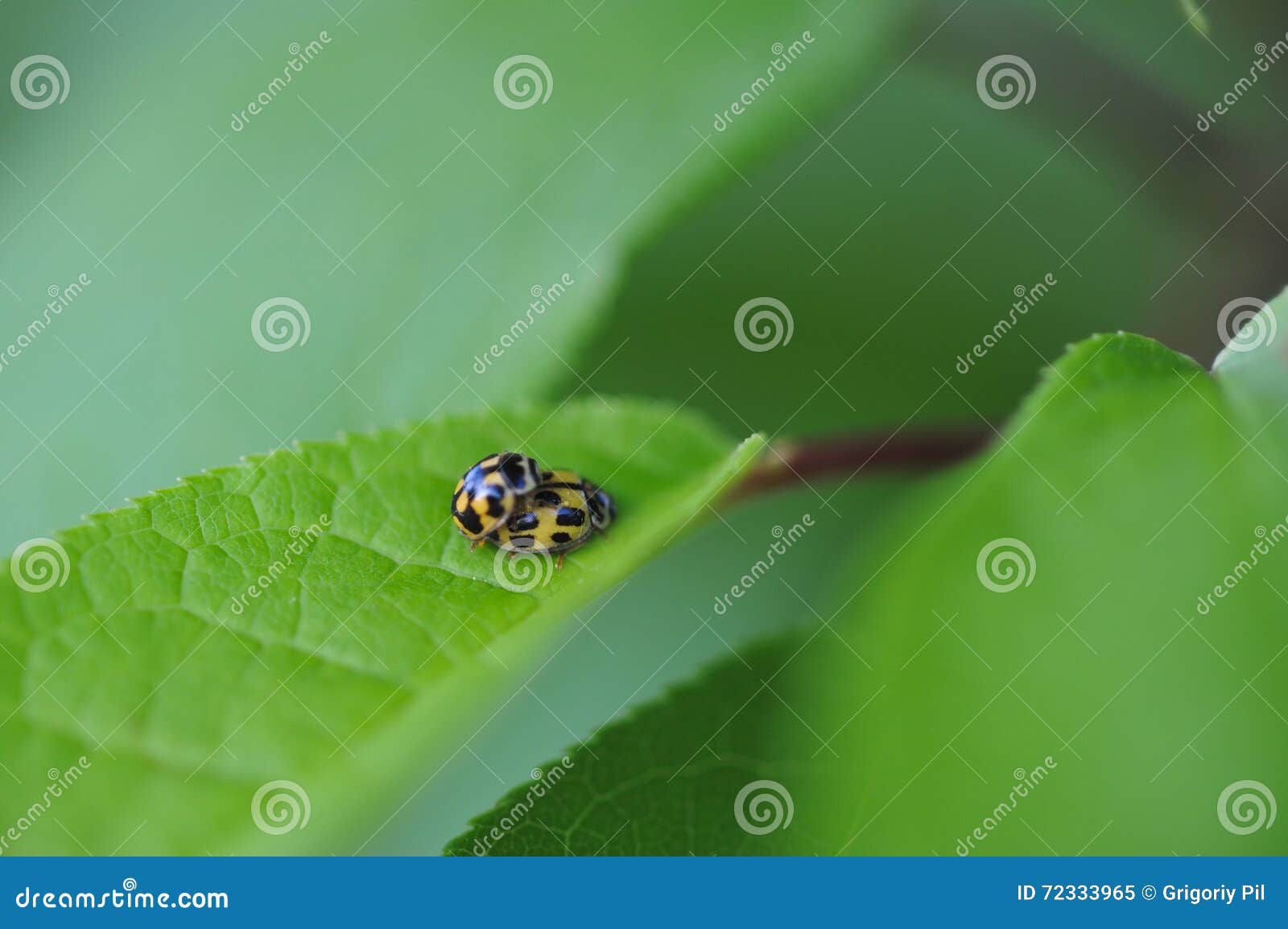 Bugs couple stock image. Image of macro, animal, orange - 72333965