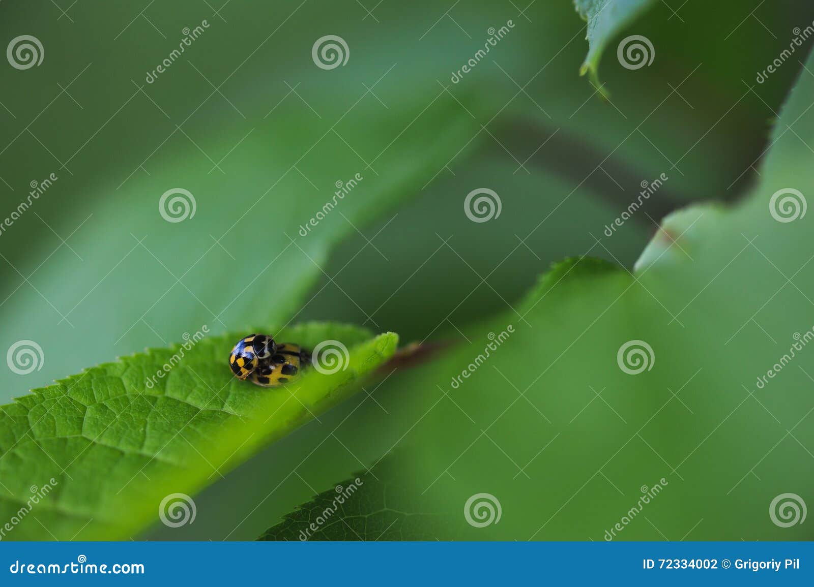 Bugs couple stock photo. Image of floral, grass, ladybug - 72334002
