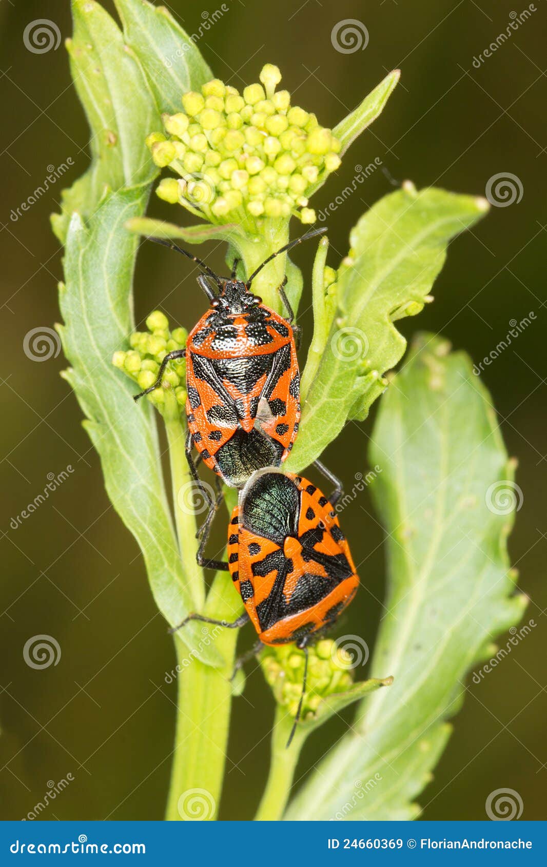 Bugs Eurydema Ornata on Green Leaves Stock Image - Image of clamber ...