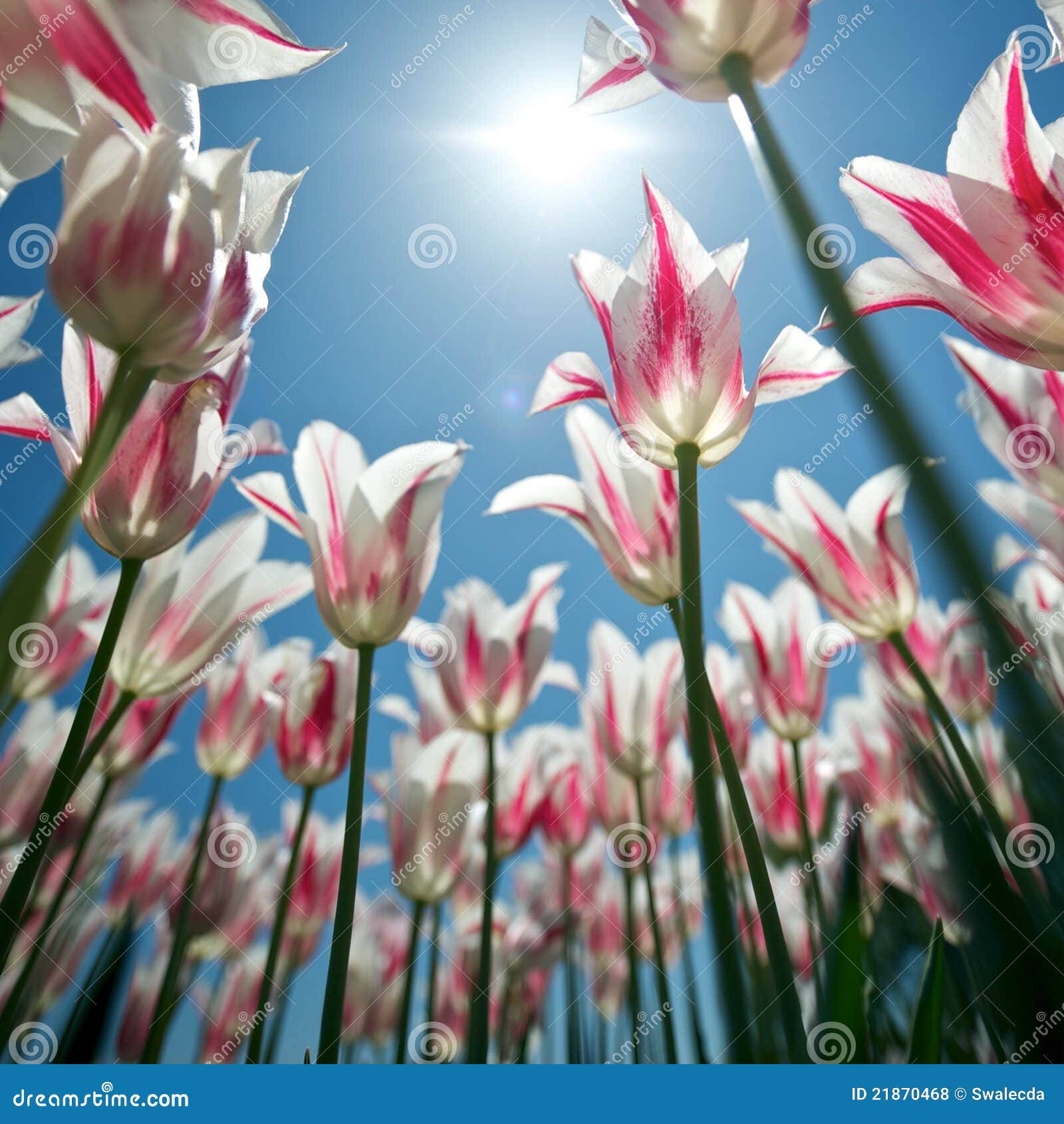 Bugs-eye View, Flowers from Below 1 Stock Photo - Image of growing ...