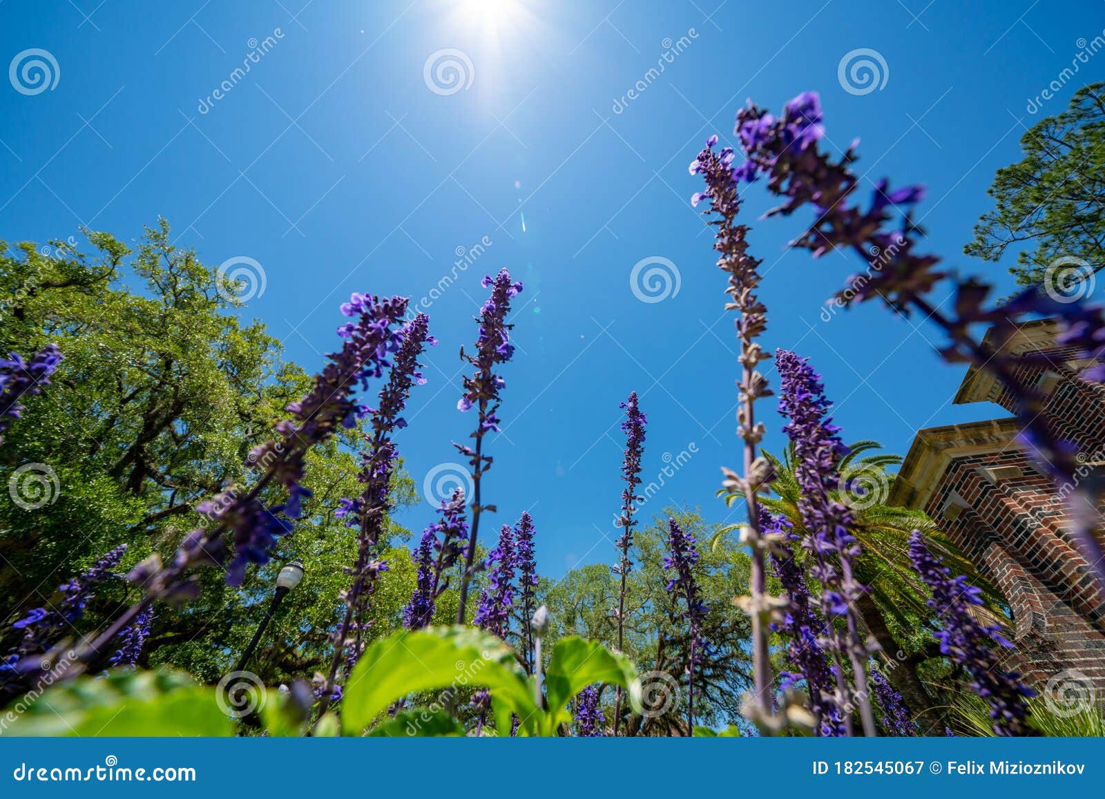 Bugs Eye View of a Garden with Sun Overhead Stock Image - Image of ...