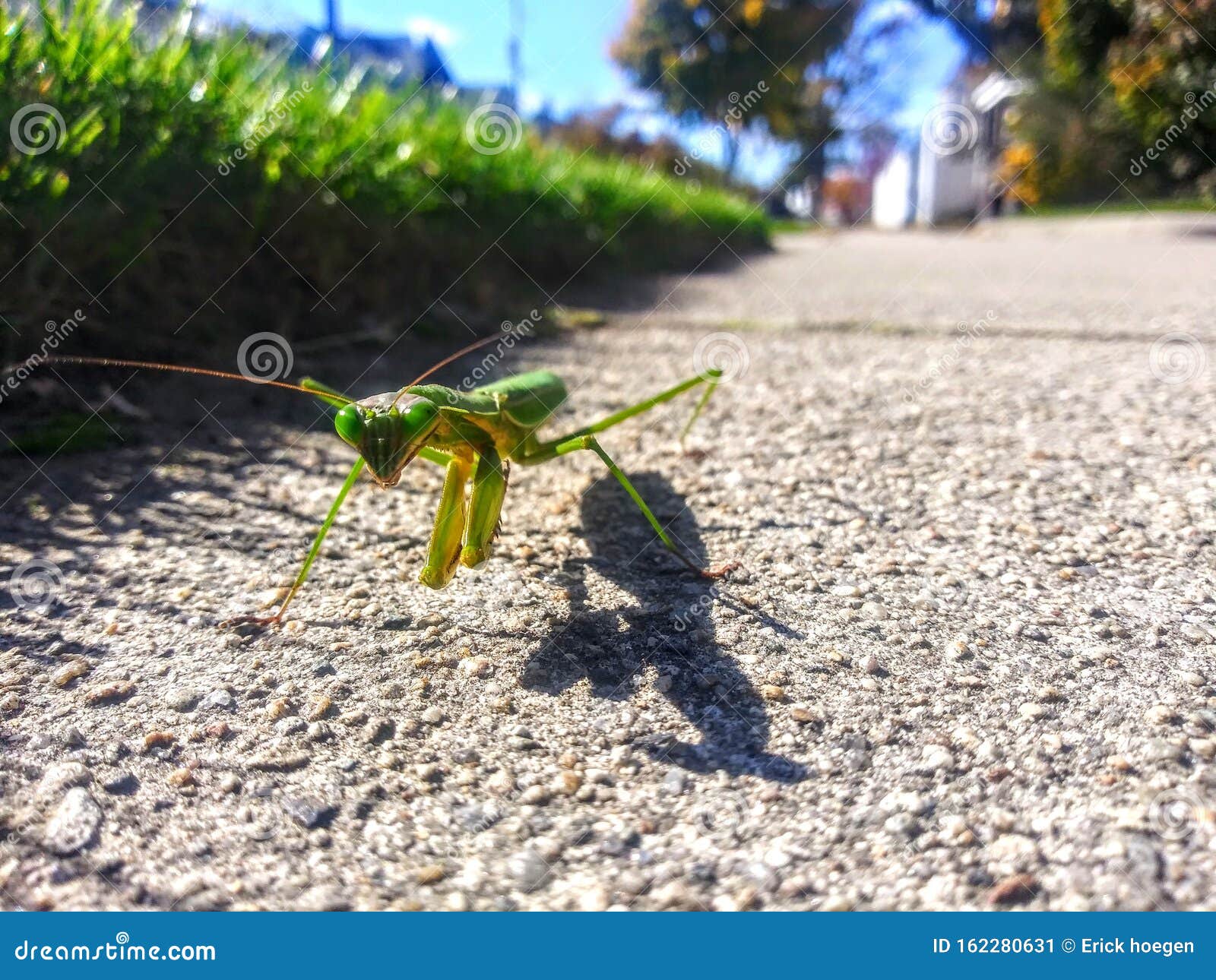 Bugs eye view stock image. Image of bugs, gras, concret - 162280631
