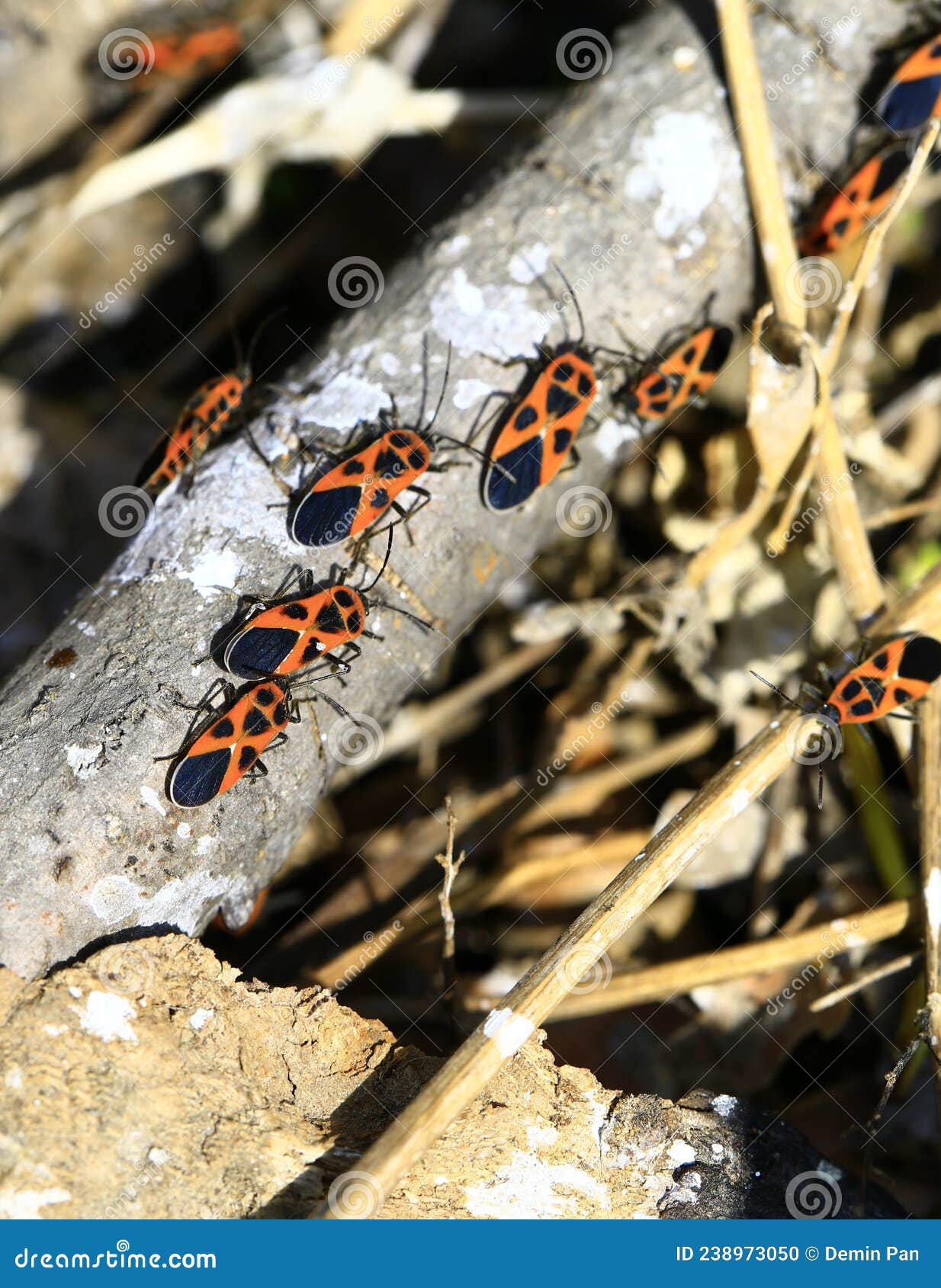 Bugs families and insects stock photo. Image of animal - 238973050