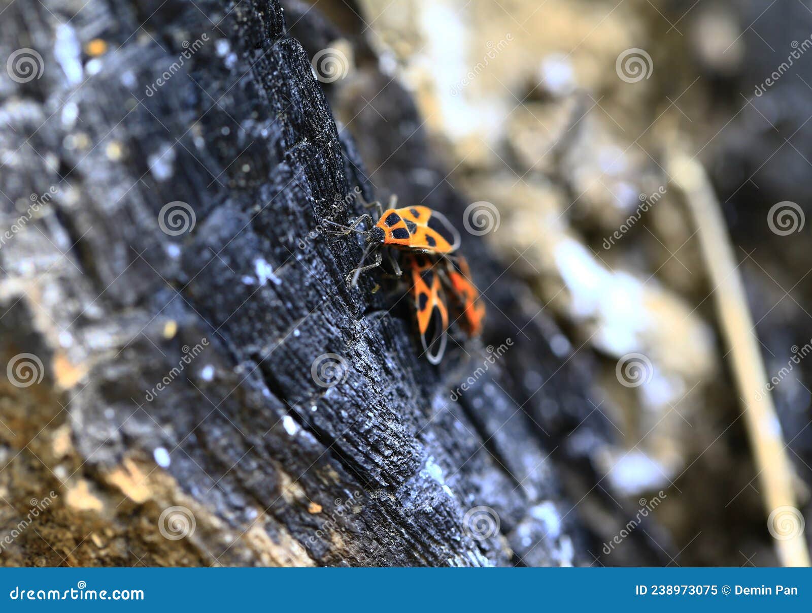 Bugs families and insects stock image. Image of closeup - 238973075