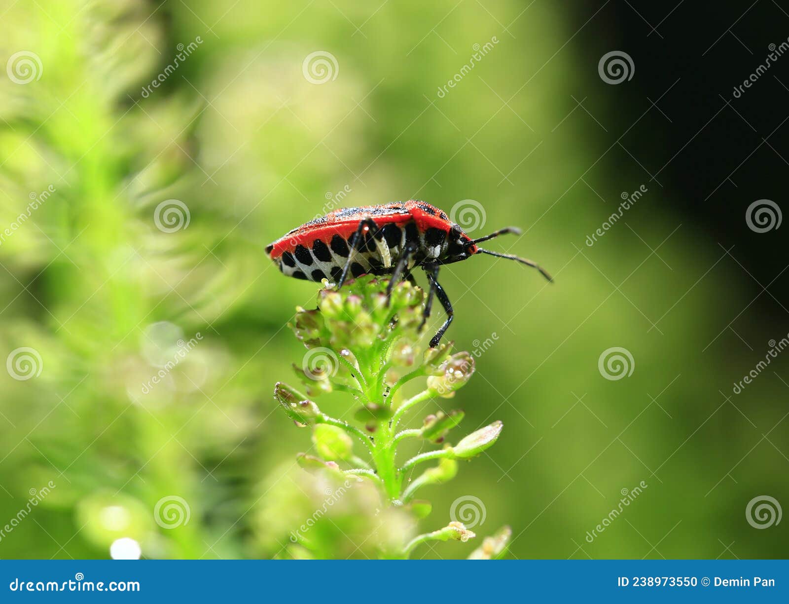 Bugs families and insects stock photo. Image of pest - 238973550