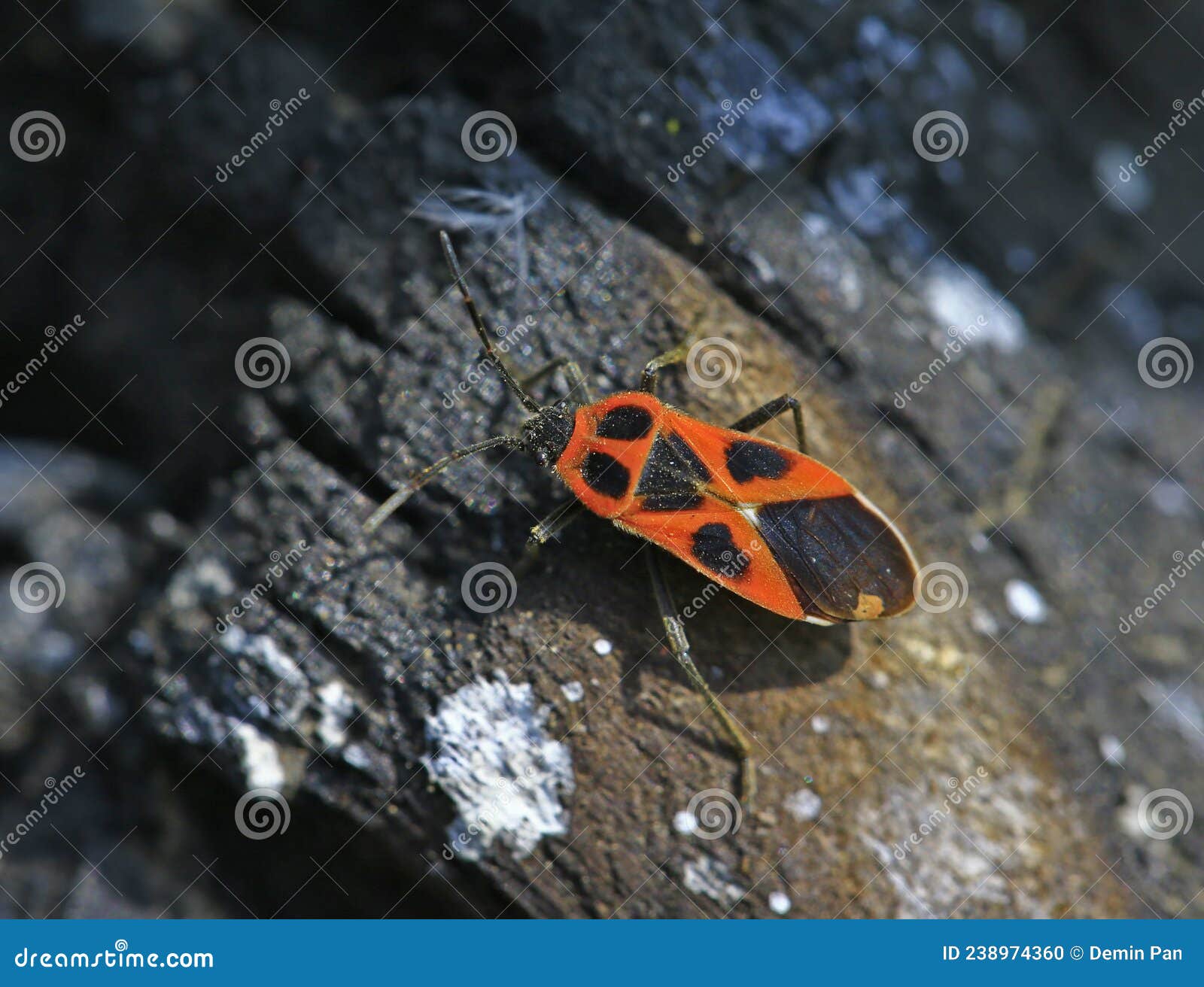 Bugs families and insects stock photo. Image of closeup - 238974360