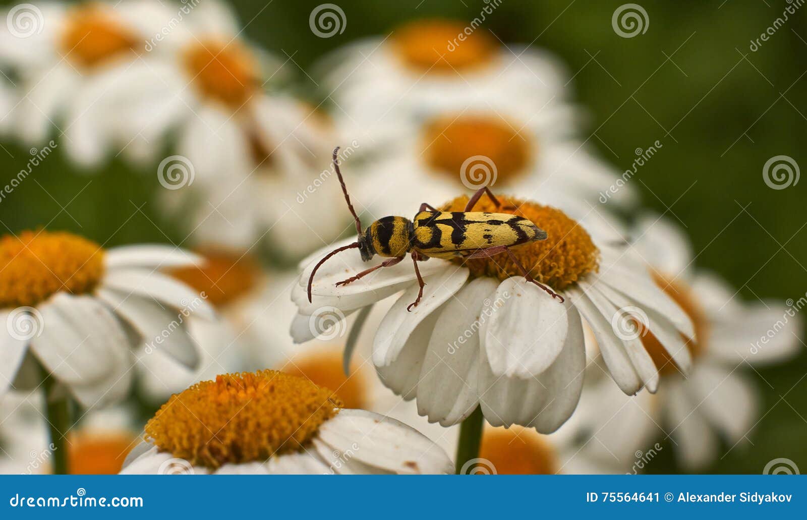 Bugs Feed on Pollen on Flowers. Stock Image - Image of animals, meadow ...