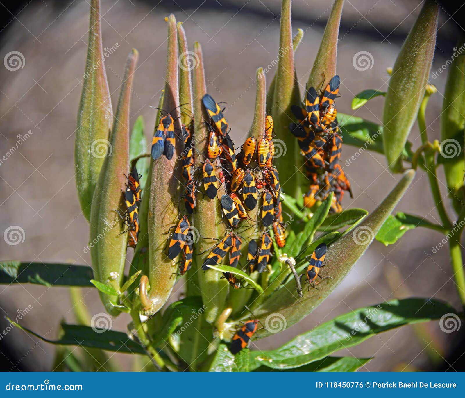 Bugs Feeding on Fresh Growth in the Sun Stock Photo - Image of insect ...
