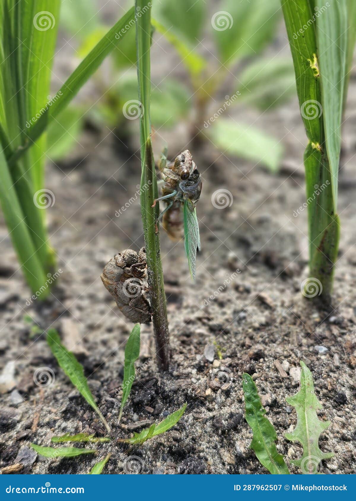 Bugs Fly on the Green Leaves Stock Image - Image of plant, grass: 287962507
