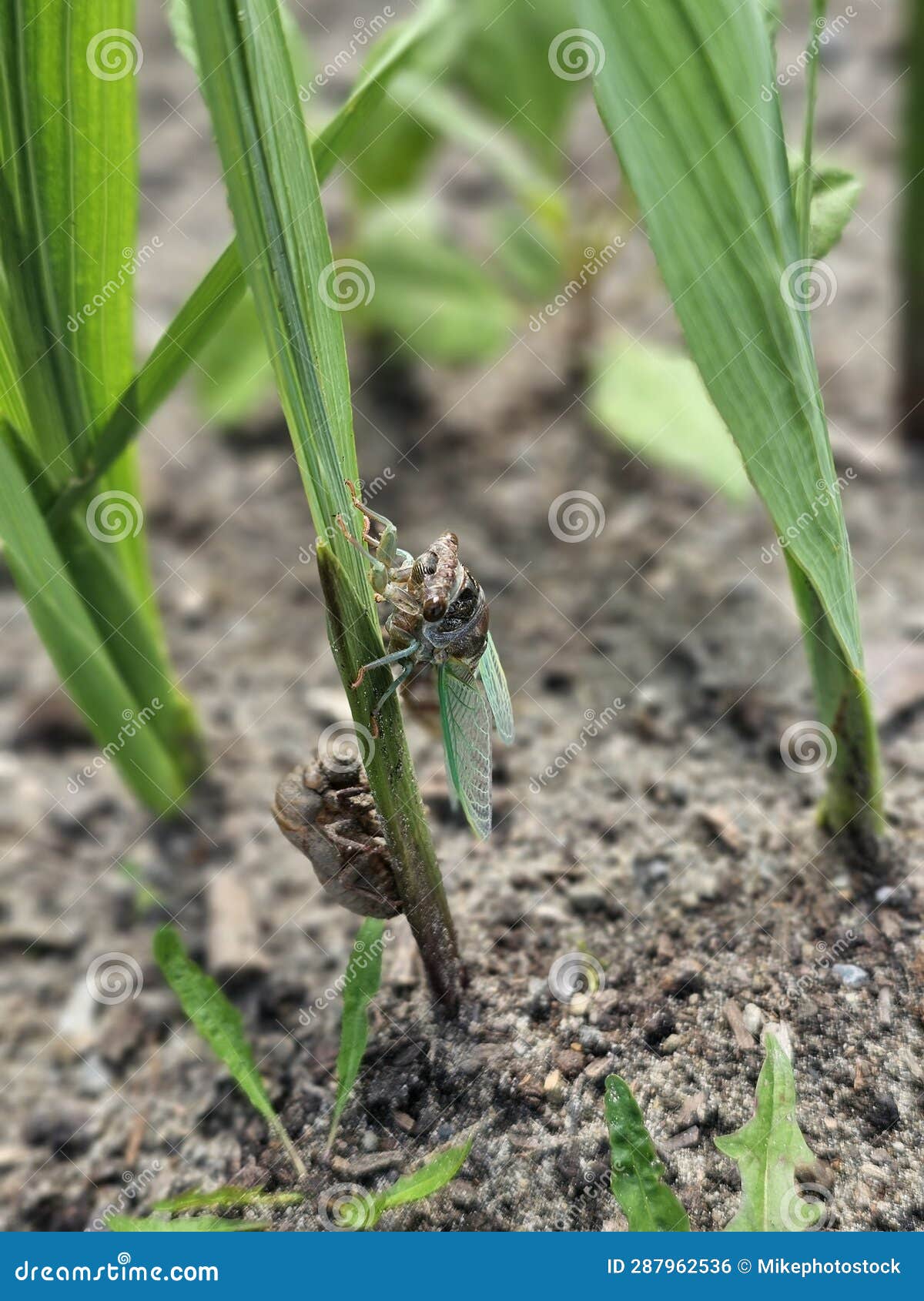 Bugs Fly on the Green Leaves Stock Photo - Image of animal, wildlife ...