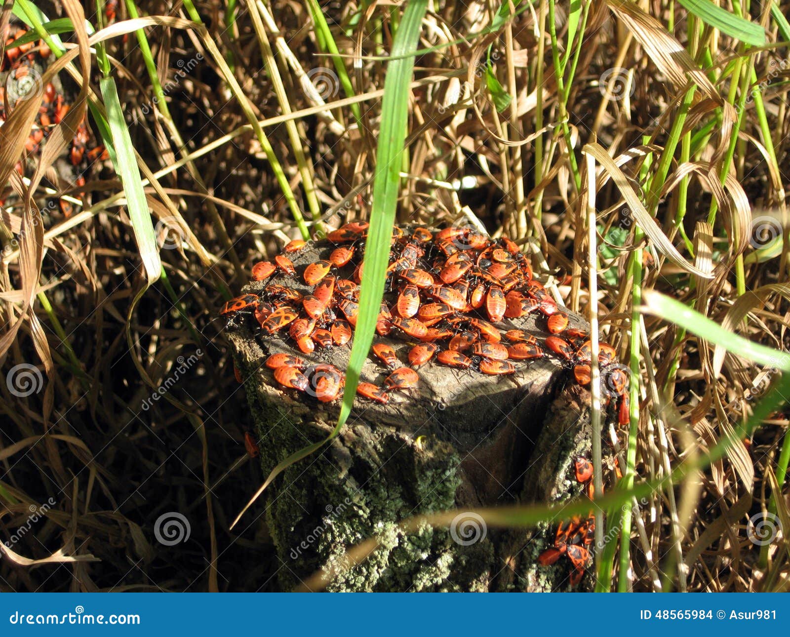 Bugs stock photo. Image of summer, clever, grass, collection - 48565984