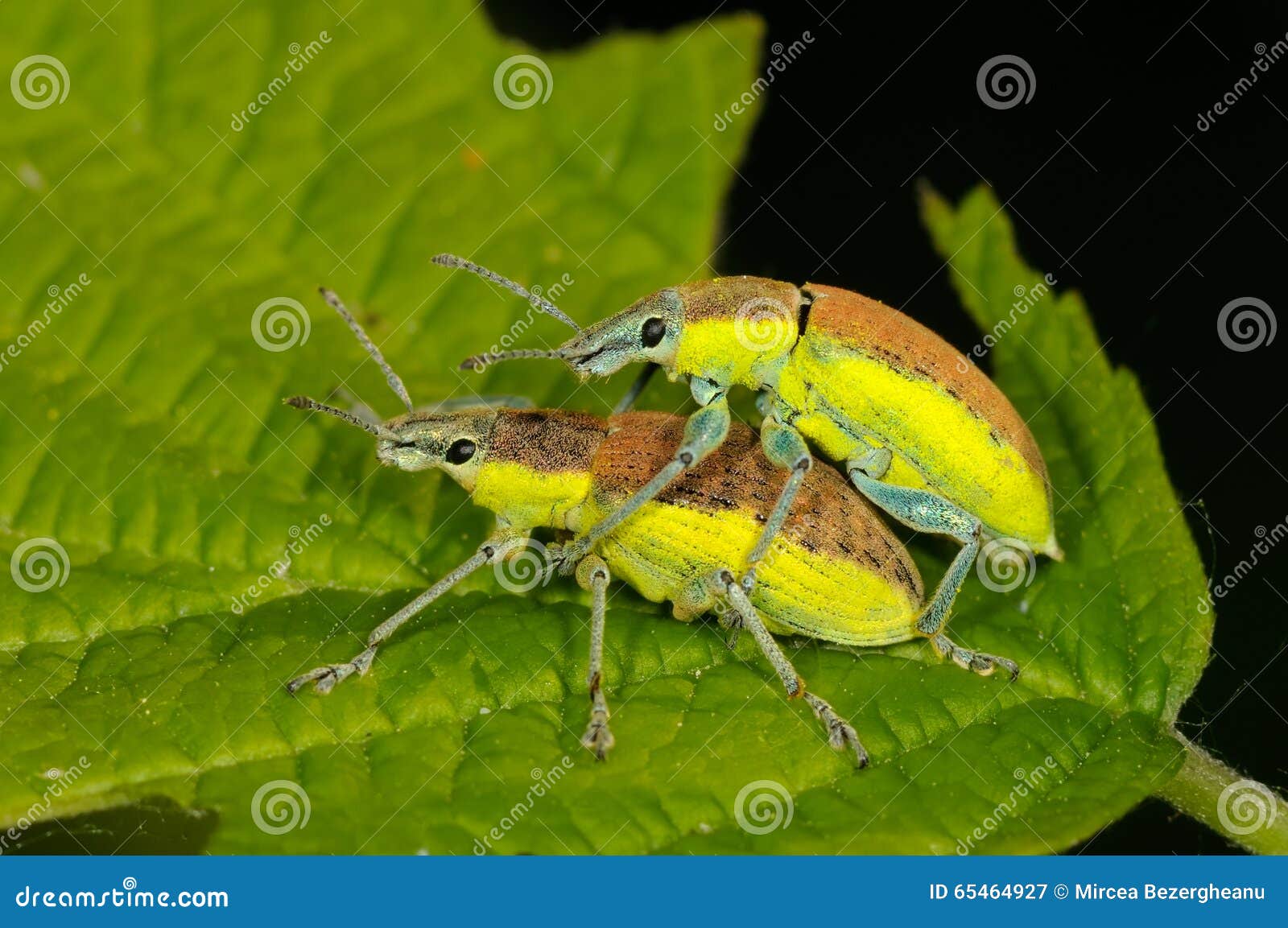 Bugs on green leaf stock image. Image of science, bicolor - 65464927