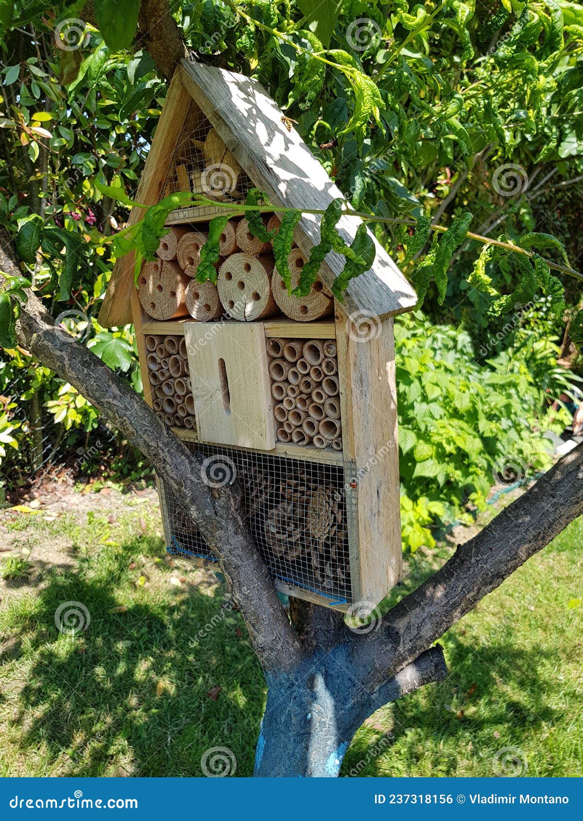 Bugs house, garden fruits stock photo. Image of wood - 237318156