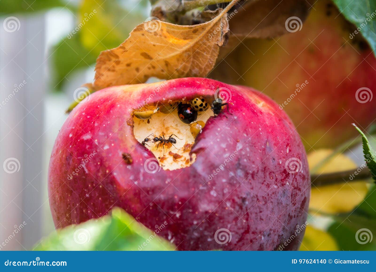 Bugs infested apple stock photo. Image of agriculture - 97624140