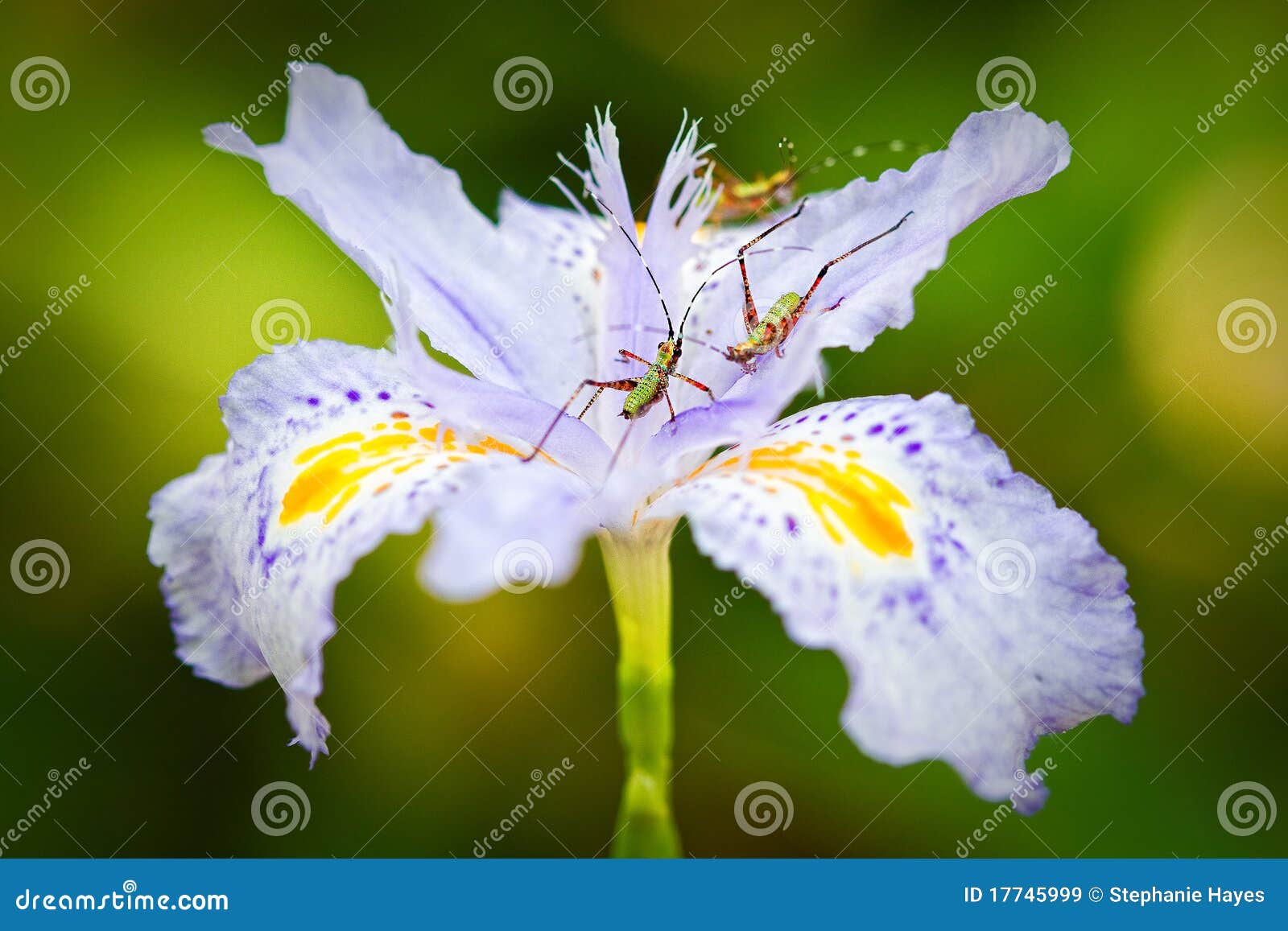 Bugs on Iris stock image. Image of nature, gold, forest - 17745999