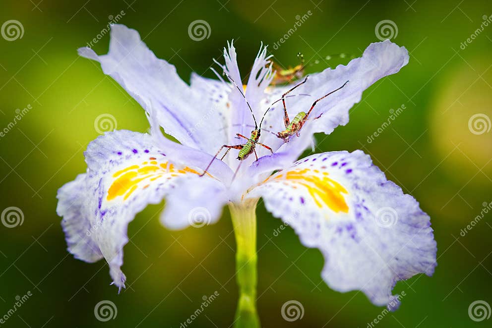 Bugs on Iris stock image. Image of nature, gold, forest - 17745999