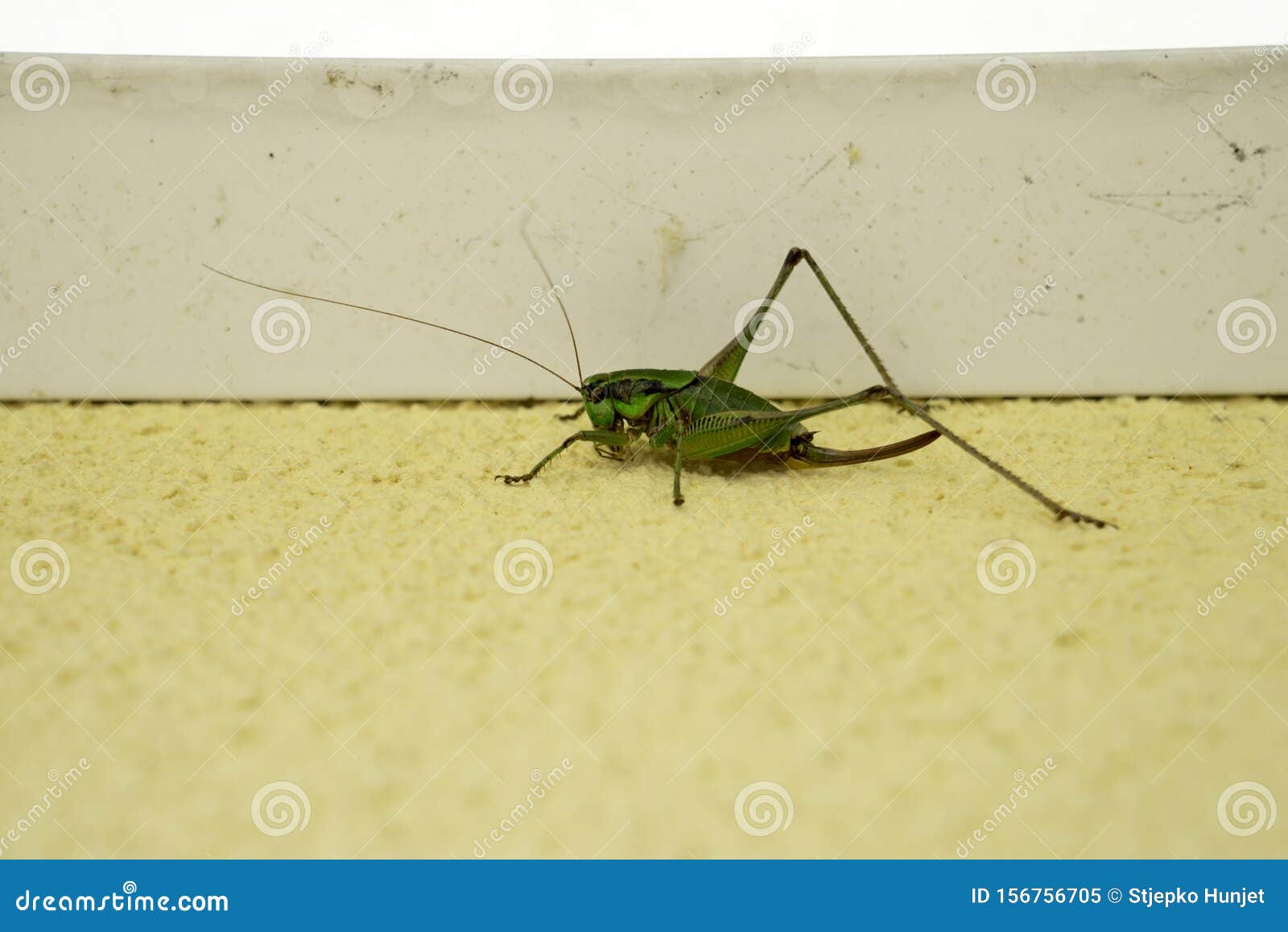 Bugs Life Grasshopper on the Wall Stock Image - Image of macro, life ...