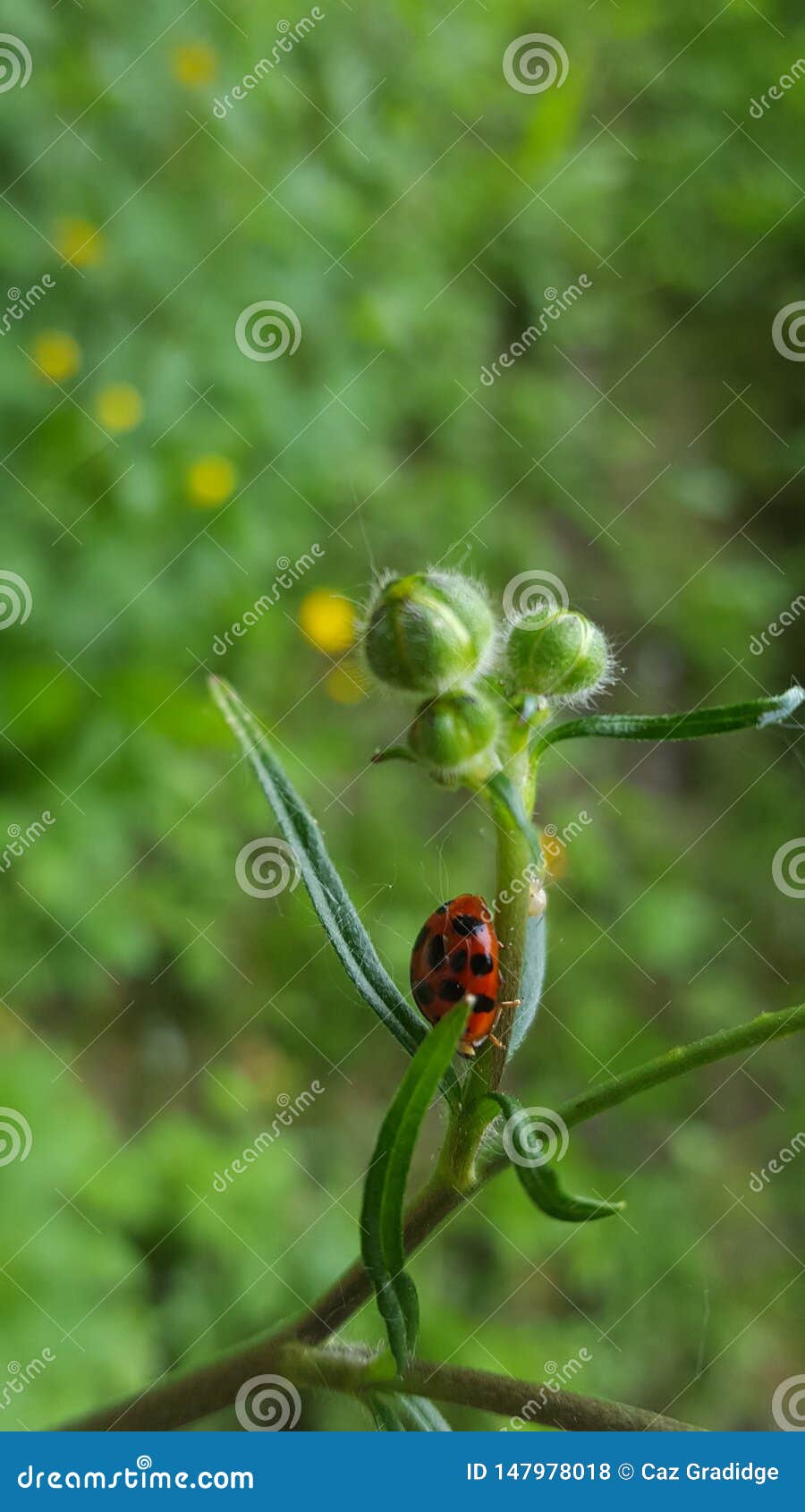 Bugs life stock photo. Image of buttercup, spring, ladybird - 147978018