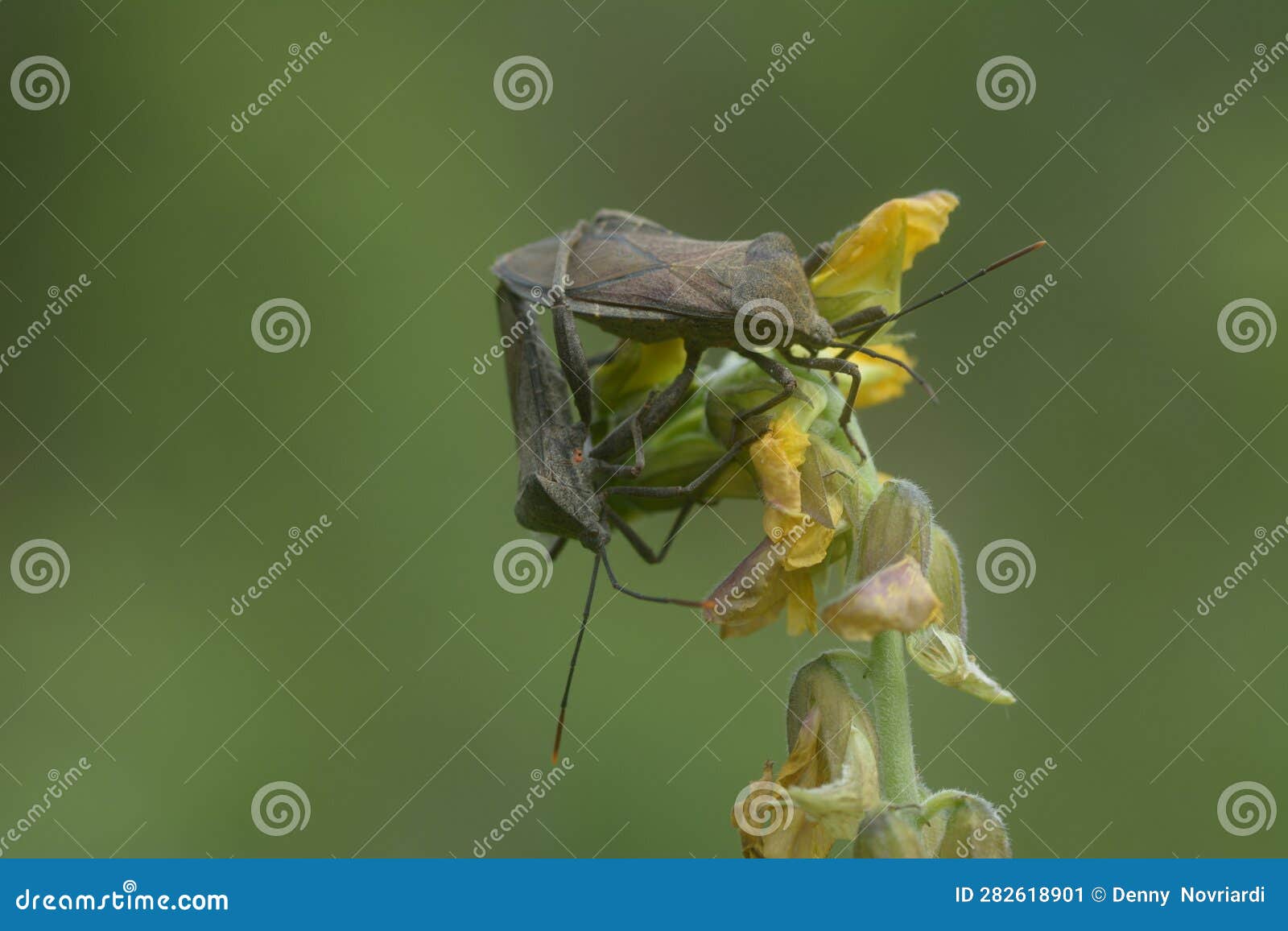 Bugs that mate and perch stock image. Image of dragonfly - 282618901