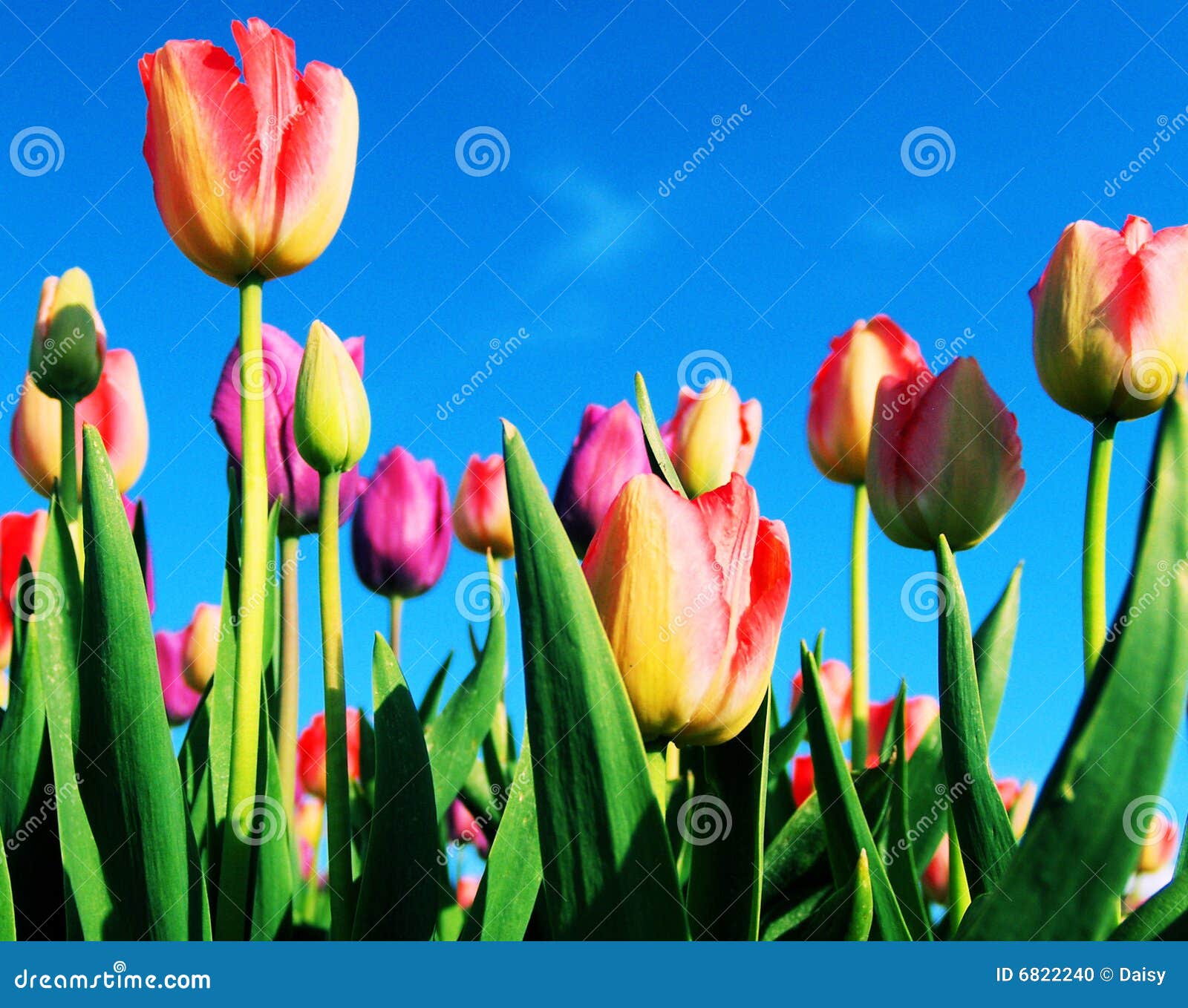 111 Bugs Perspective Stock Photos - Free & Royalty-Free Stock Photos ...