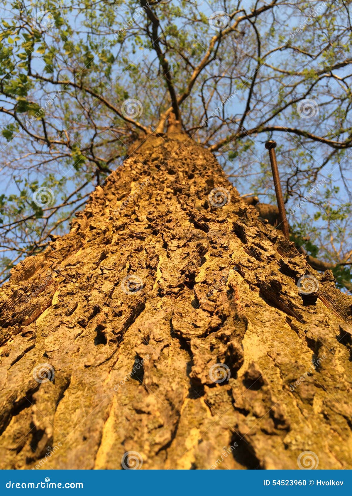 A Bugs Perspective stock photo. Image of long, time, realizing - 54523960