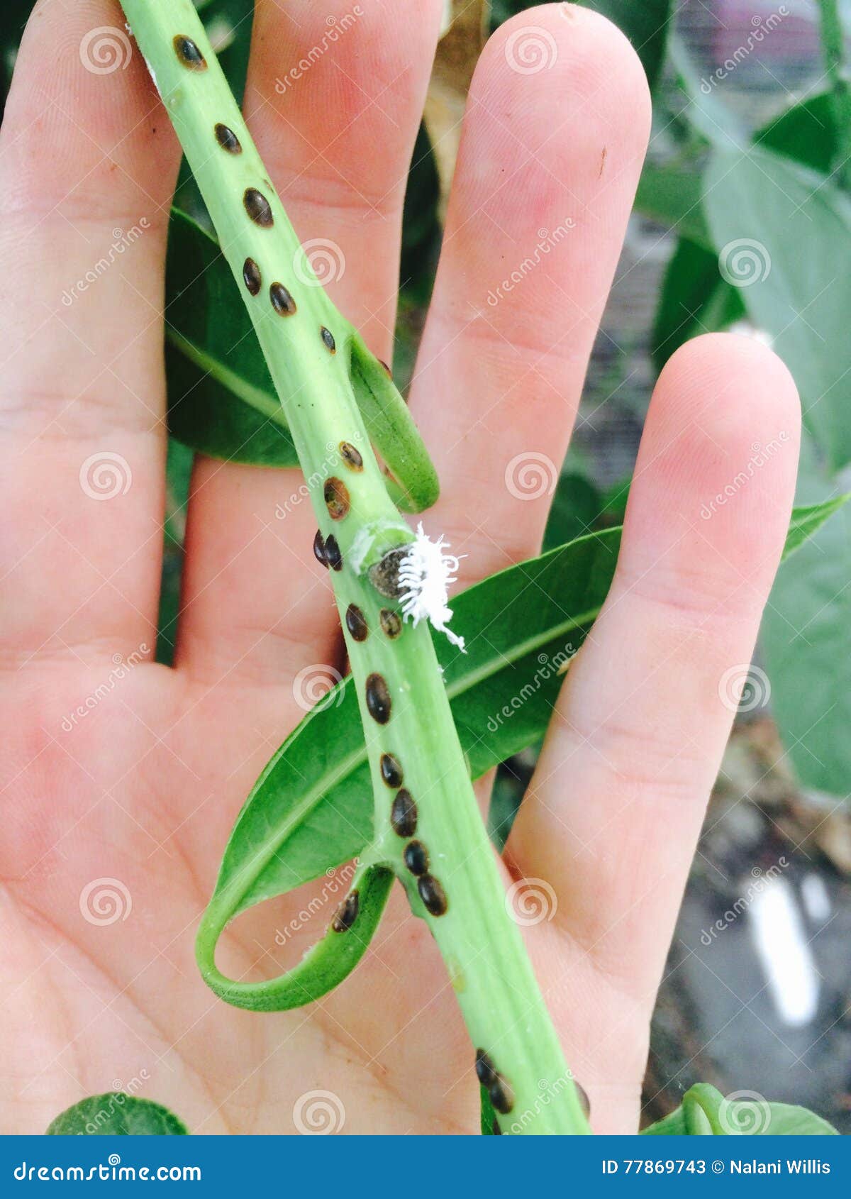 Bugs pests on trees stock image. Image of mealy, bugs - 77869743