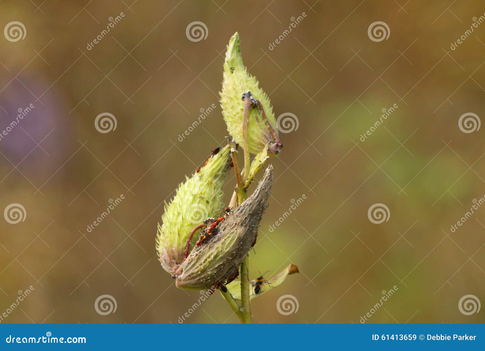 Bugs and Pods stock image. Image of seed, harvest, nature - 61413659