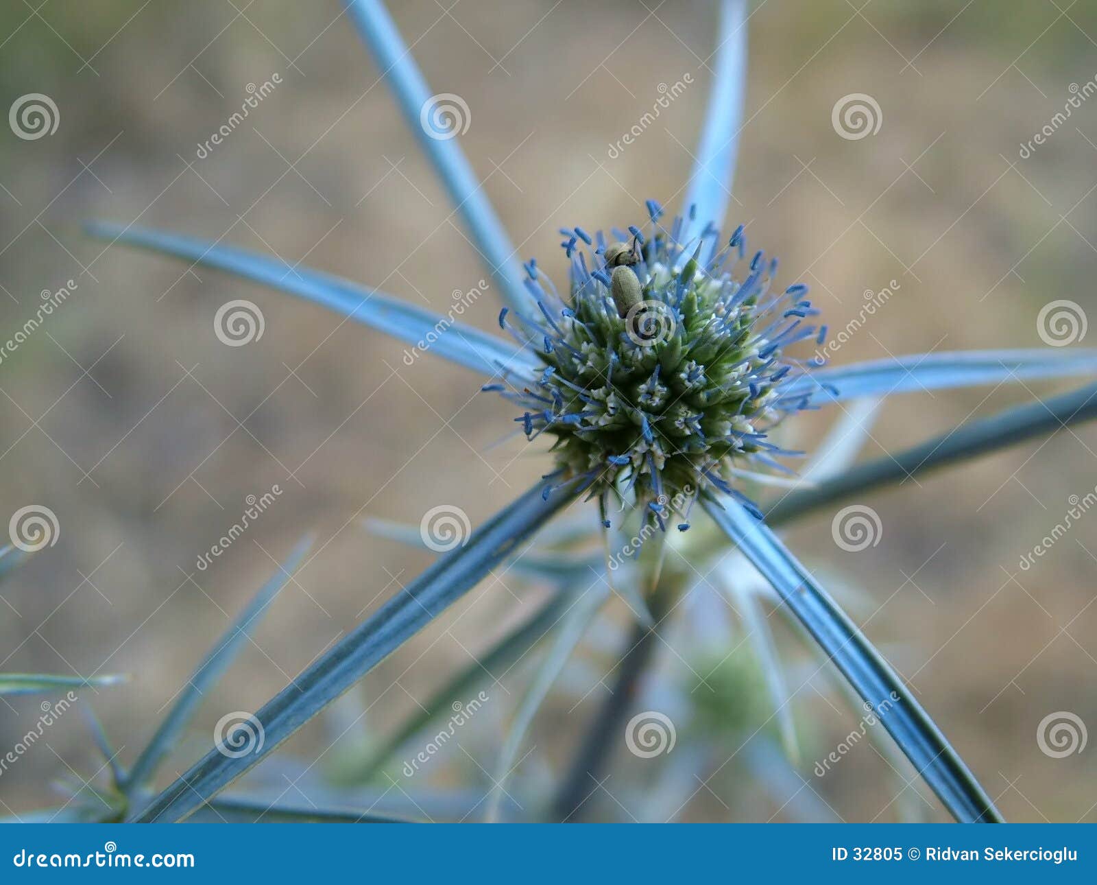 Bugs on Prickle stock image. Image of makro, life, blue - 32805