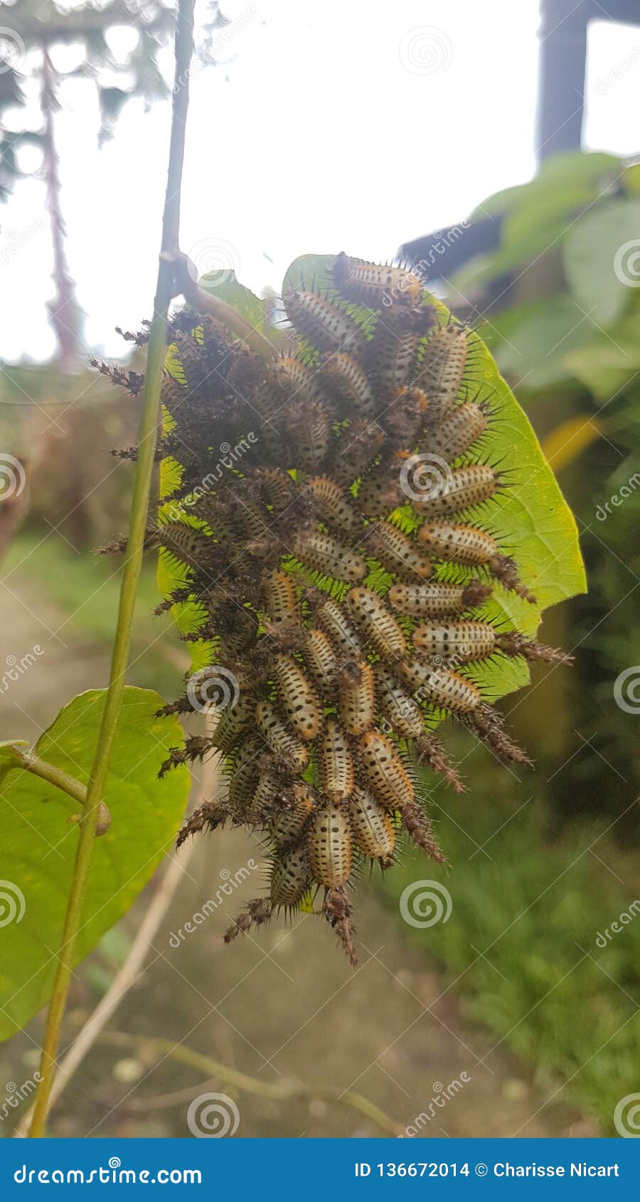 Bugs stock photo. Image of insect, weird, nature, tropics - 136672014