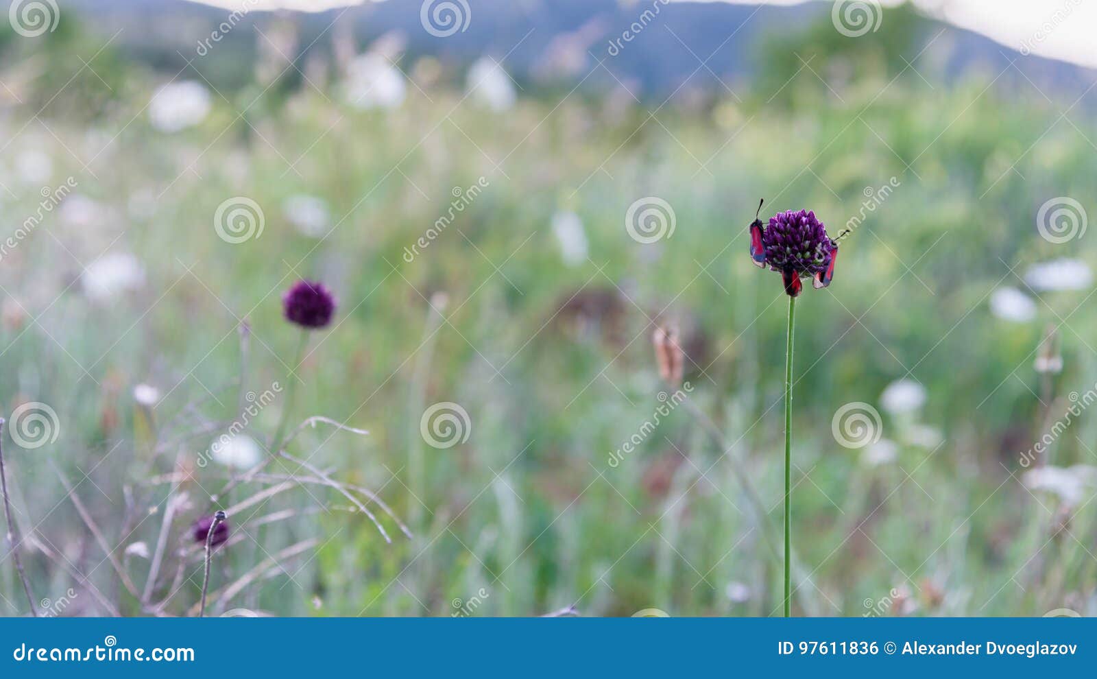 Bugs Red on Field Purple Flower Stock Photo - Image of floral, leek ...