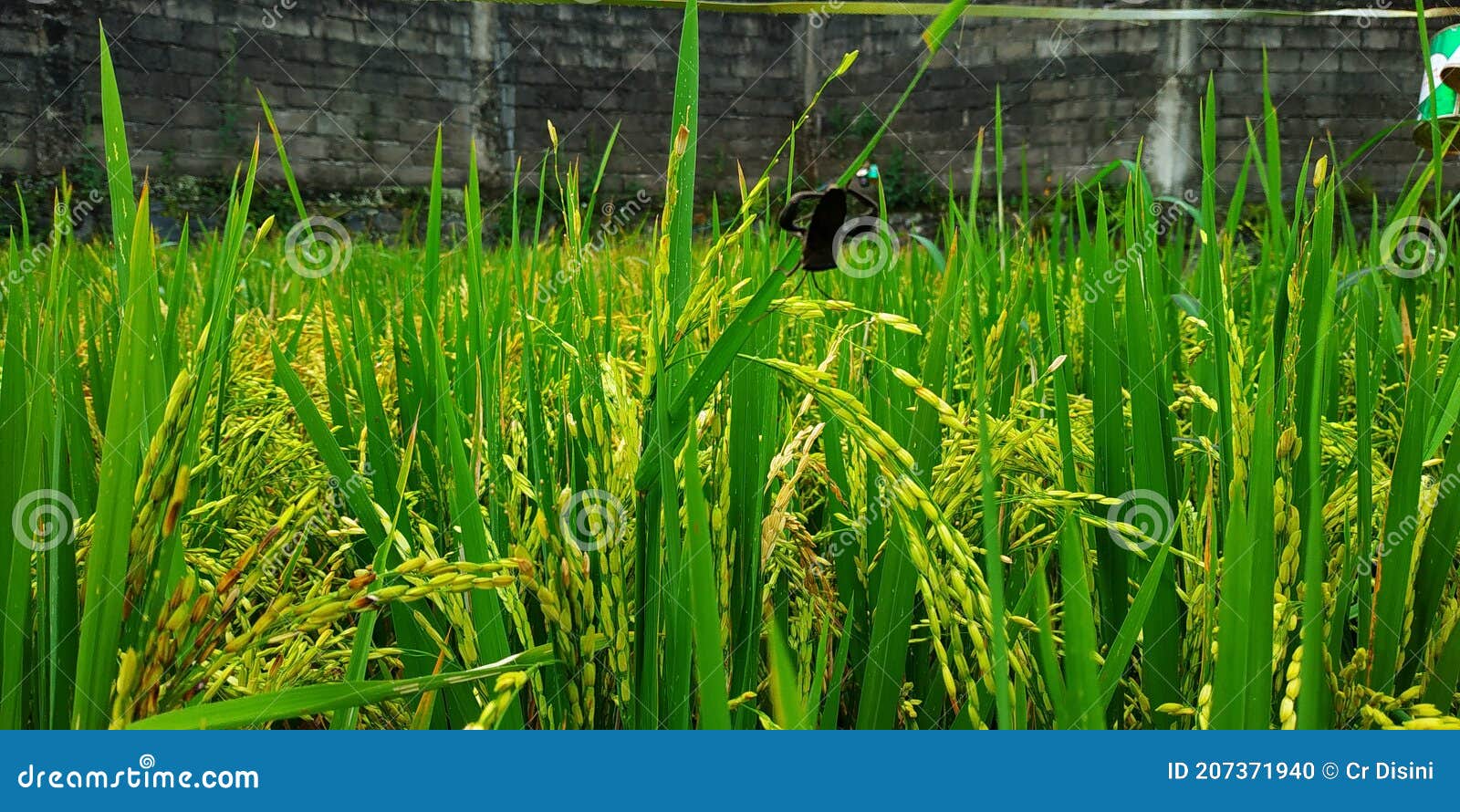 Bugs in the Rice Agriculture Food Stock Photo - Image of wetland, lawn ...