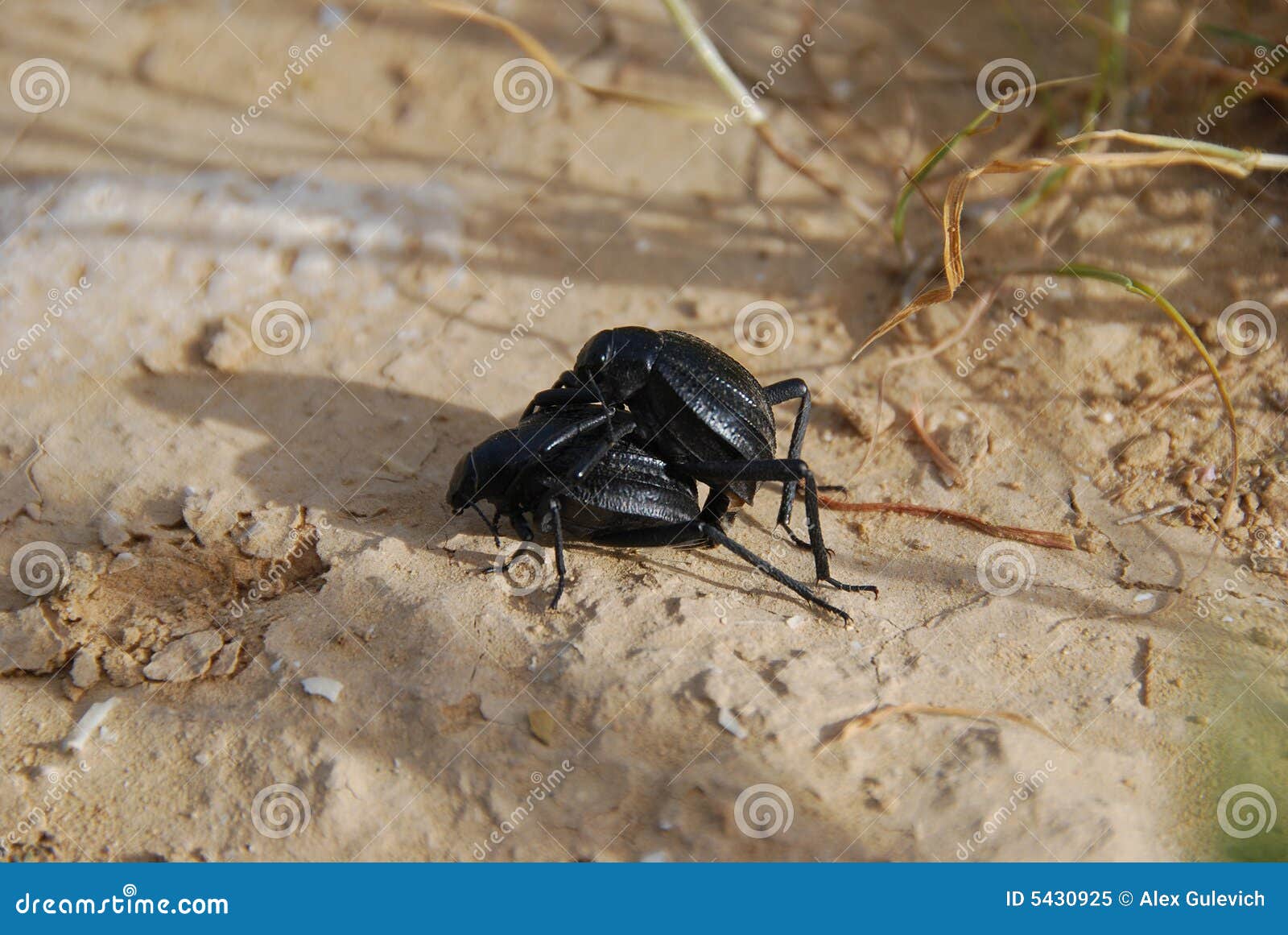 Bugs... spring... love stock image. Image of ladybug, pest - 5430925