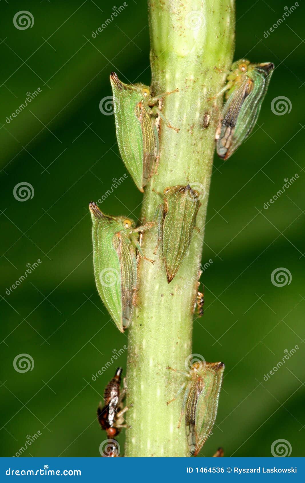 Bugs on a stalk stock photo. Image of america, insects - 1464536