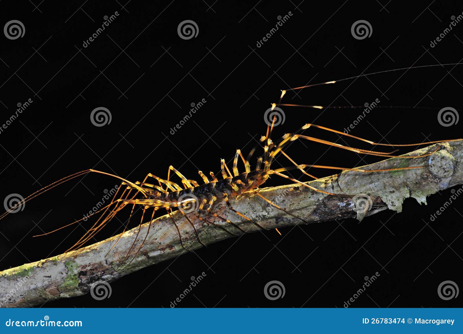 Bugs stay on branches stock photo. Image of branches - 26783474