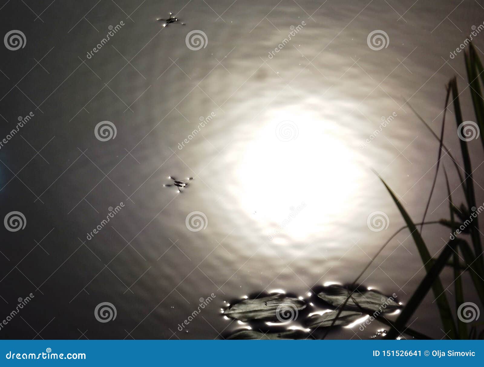 Bugs on the Surface of the Lake Stock Image - Image of water, lake ...