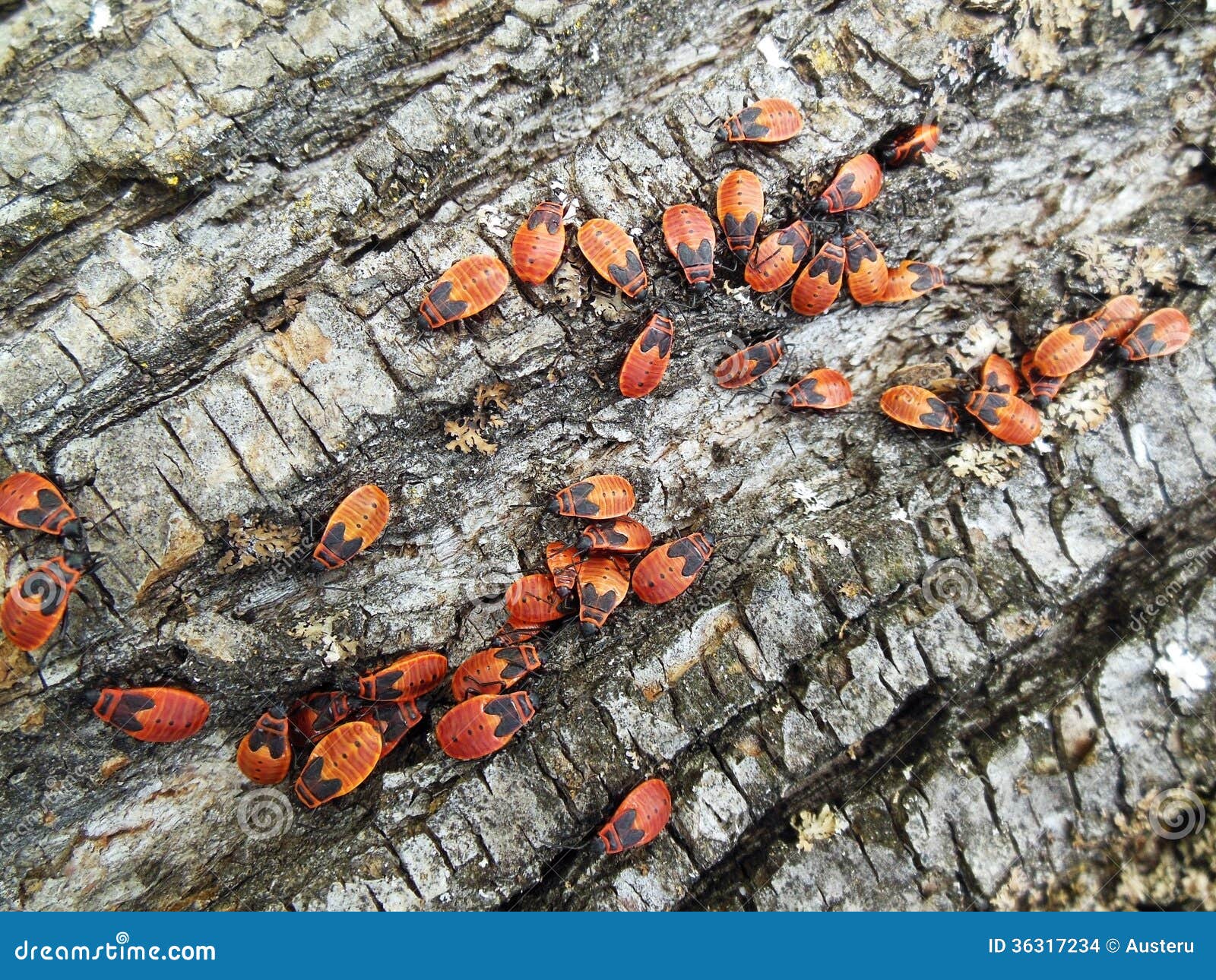 Bugs tell-tales stock photo. Image of biology, natural - 36317234