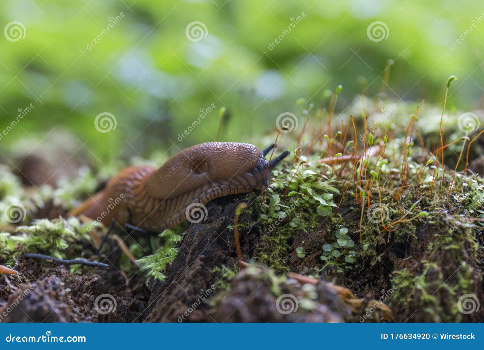 Bugs in their habitat stock photo. Image of species - 176634920