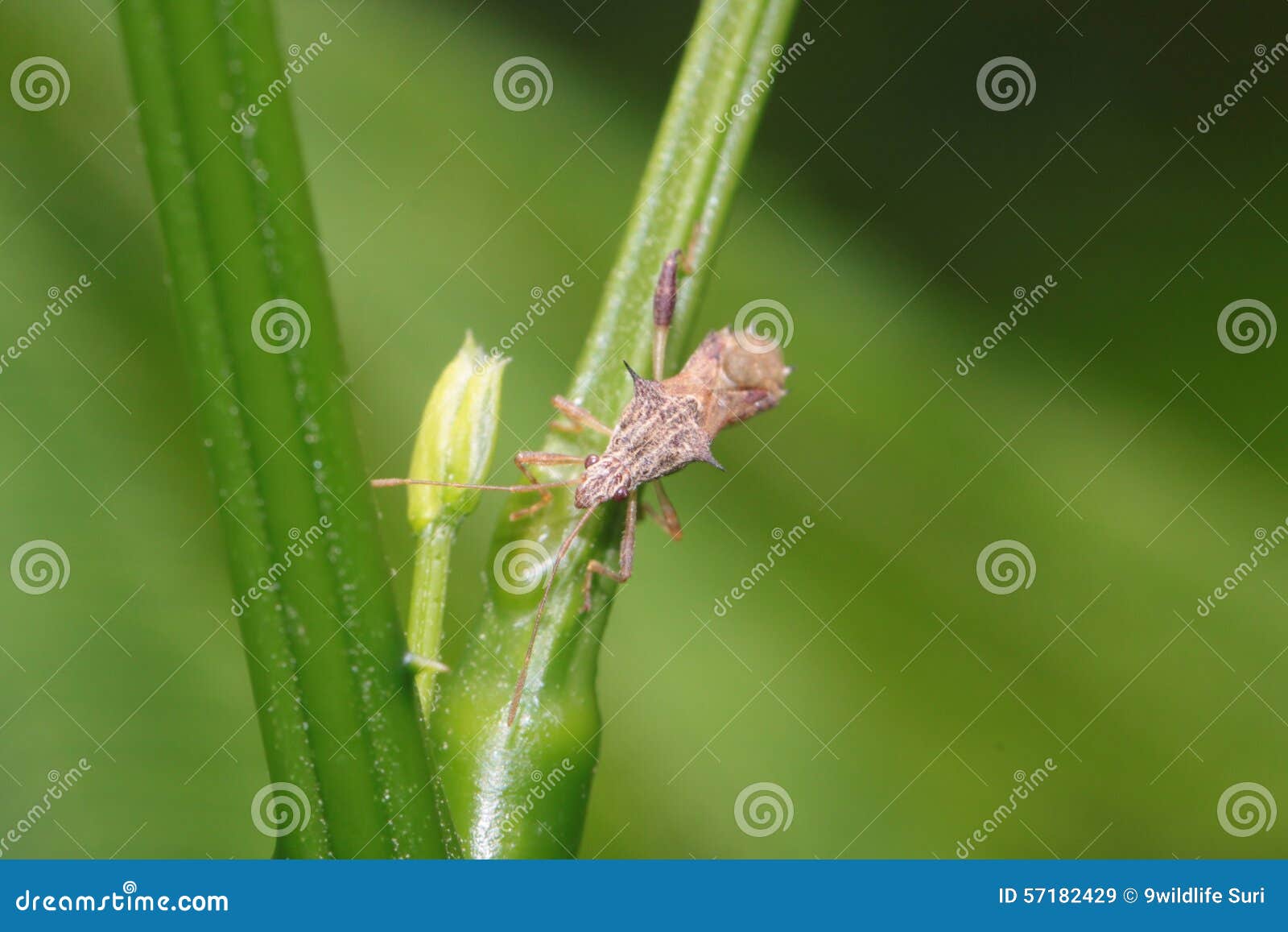 Bugs on the tree stock image. Image of bugs, animal, macro - 57182429
