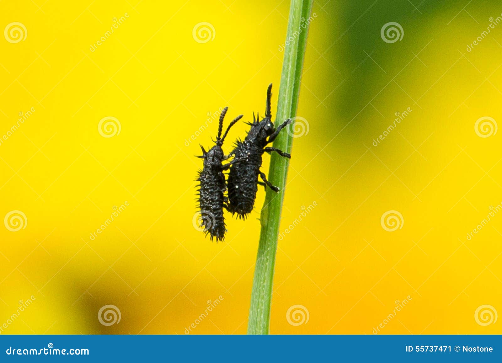 Bugs stock image. Image of assasin, insect, insects, true - 55737471