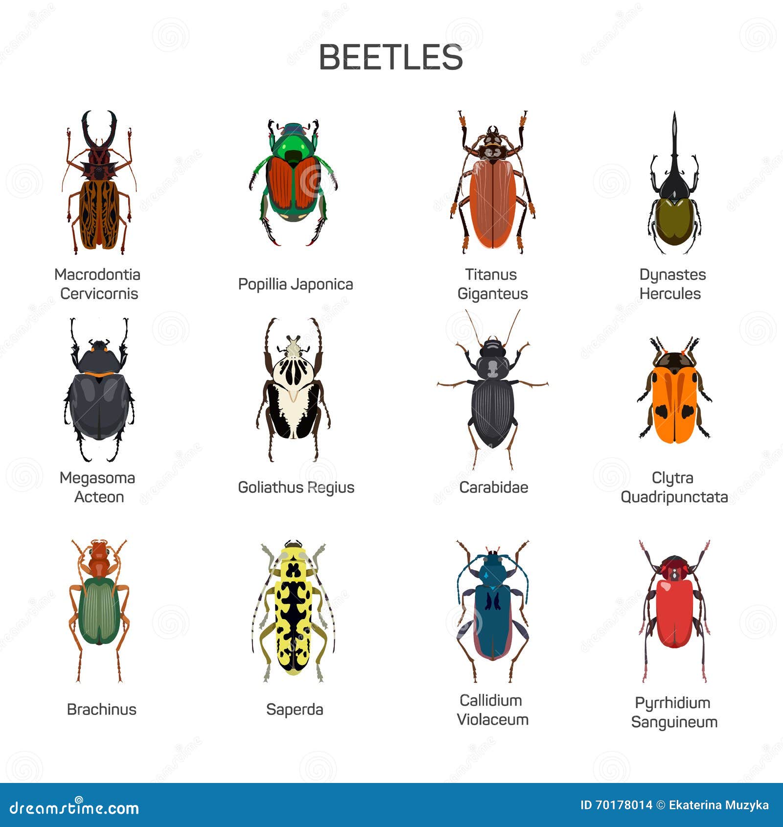 Bugs Vector Set In Flat Style Design. Different Kind Of Beetles Insect ... Bugs Vector Set In Flat Style Design. Different Kind Of Beetles Insect ...