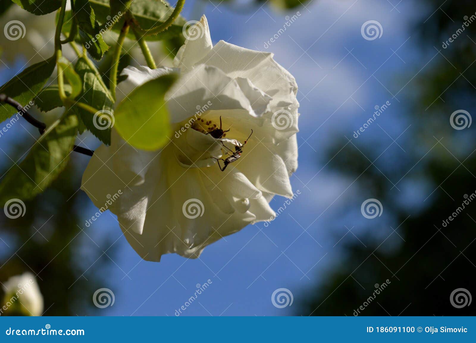 Bugs on a rose stock photo. Image of petal, rose, flower - 186091100