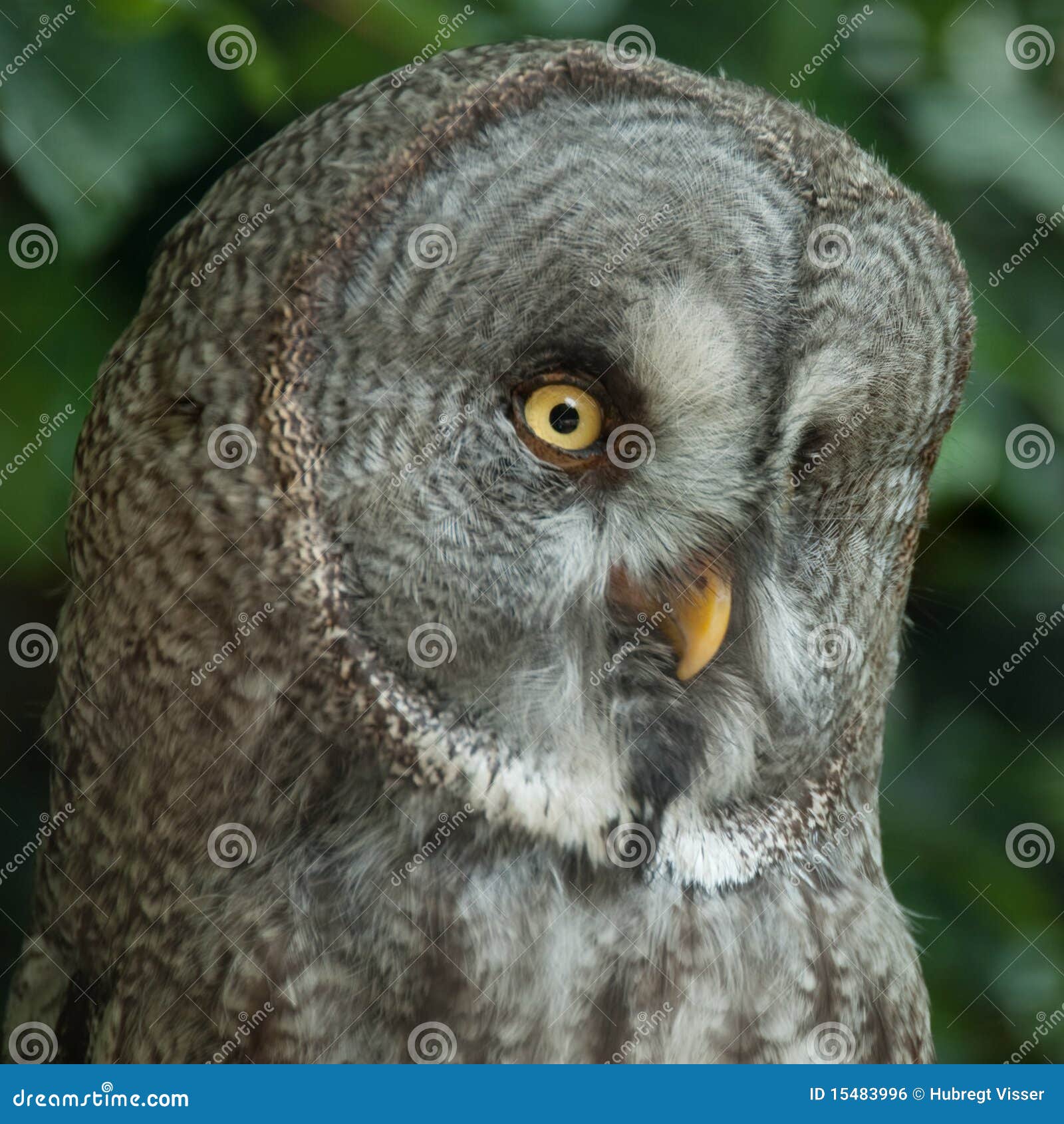 Buho 2 foto de archivo. Imagen de alas, plumas, pico - 15483996