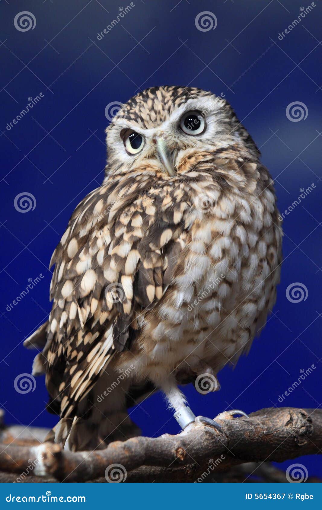 Buho imagen de archivo. Imagen de soporte, encantador - 5654367