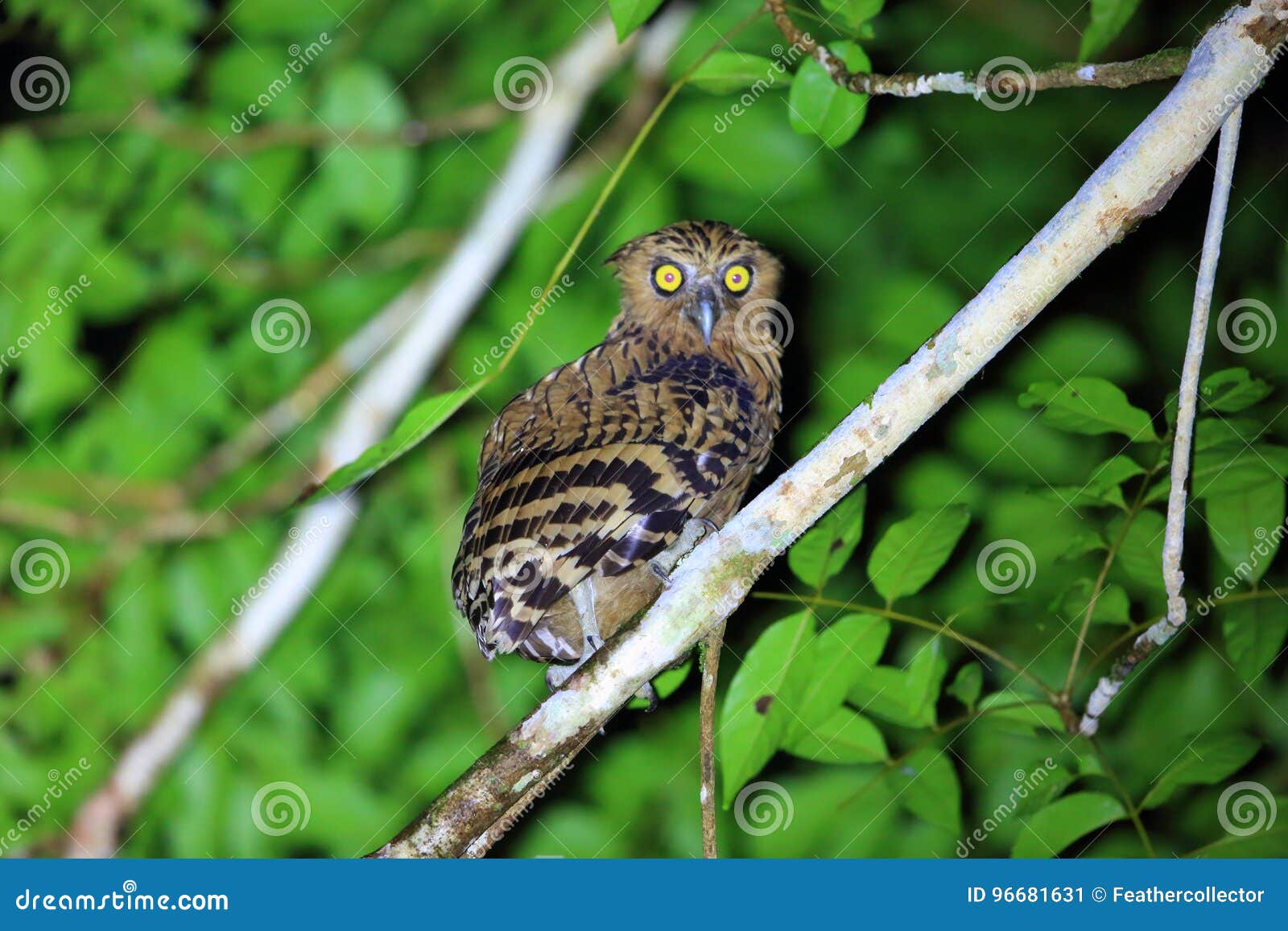 Buho Anteado De Los Pescados Imagen de archivo - Imagen de valle ...