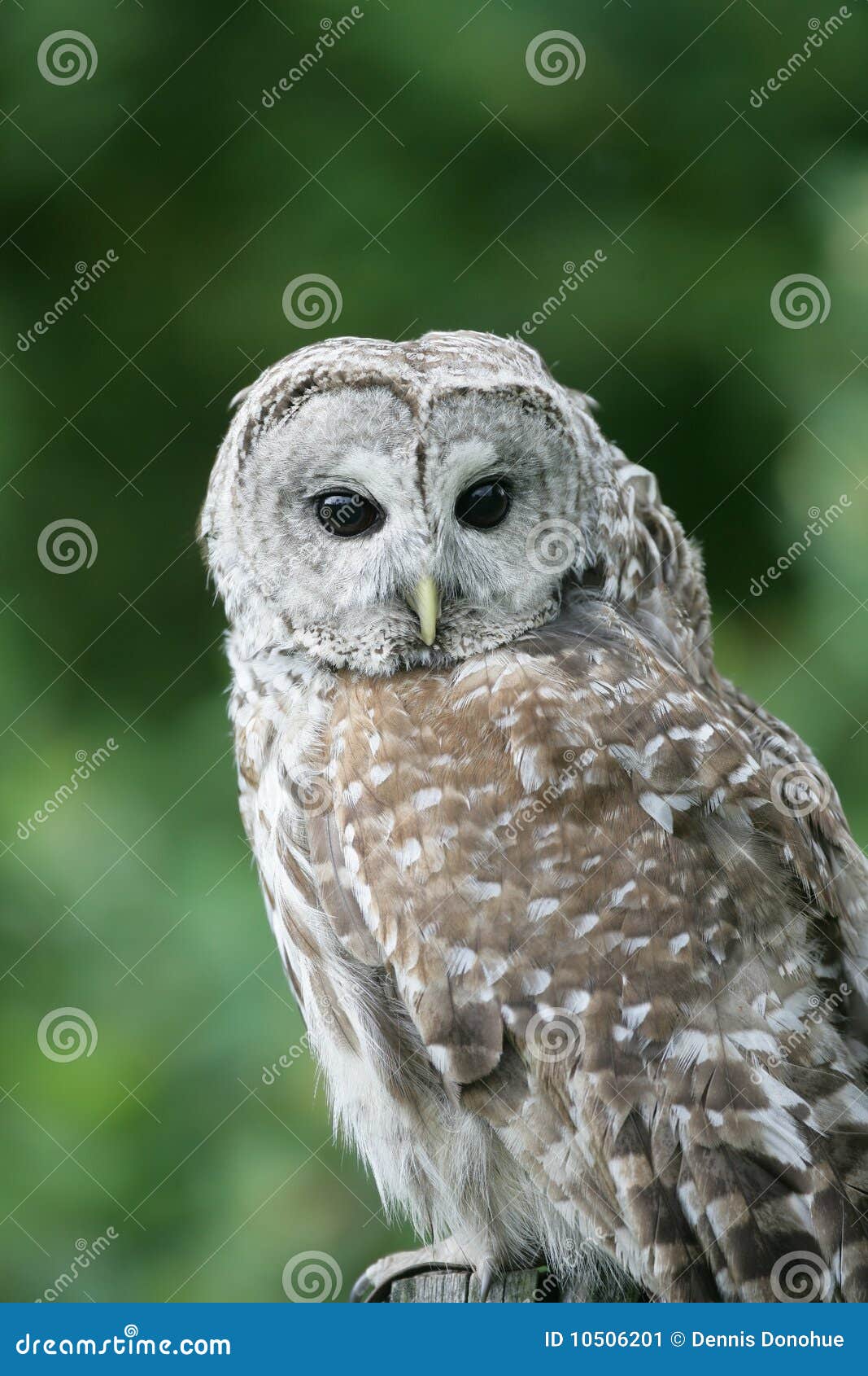 Buho barrado imagen de archivo. Imagen de nocturno, animal - 10506201
