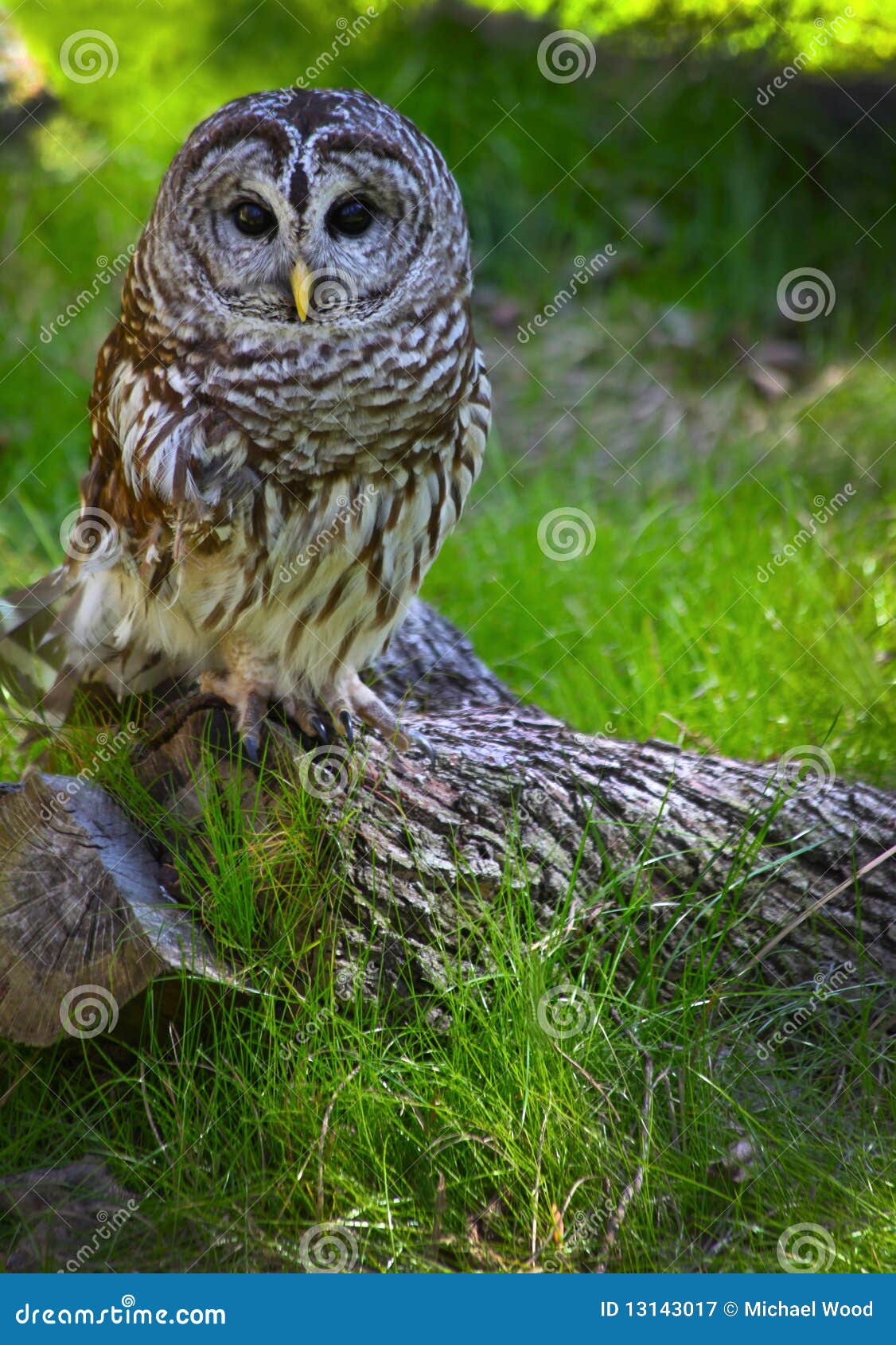 Buho barrado imagen de archivo. Imagen de paciente, resortes - 13143017